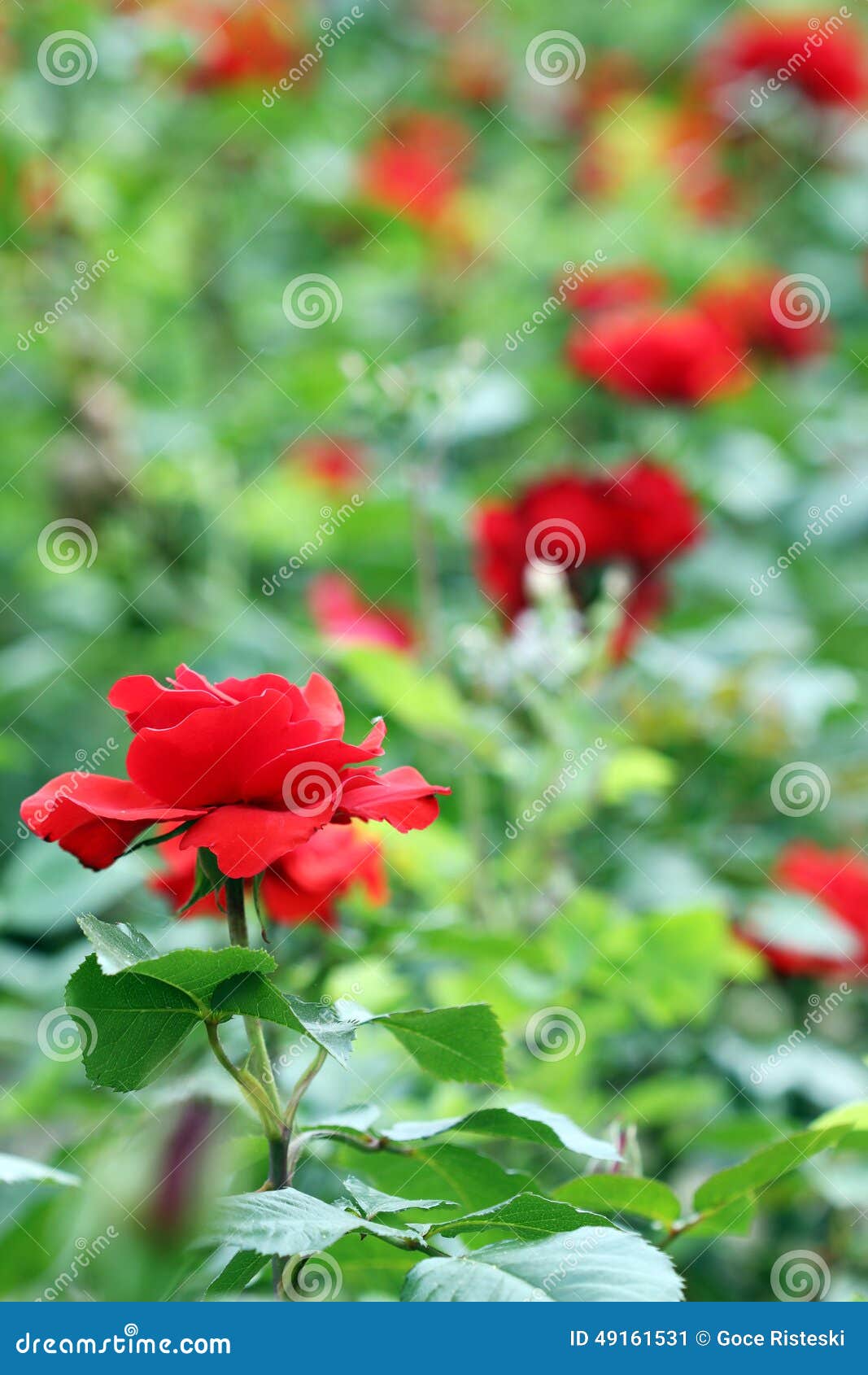 Red roses garden stock image. Image of flower, plant - 49161531