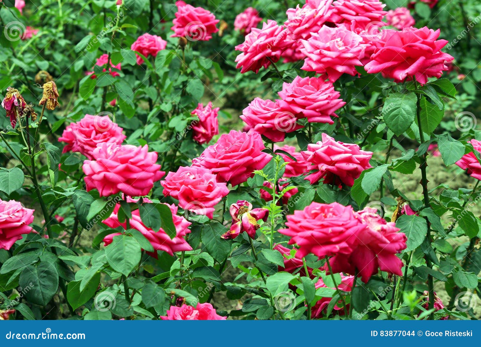 Red roses garden stock photo. Image of season, spring - 83877044