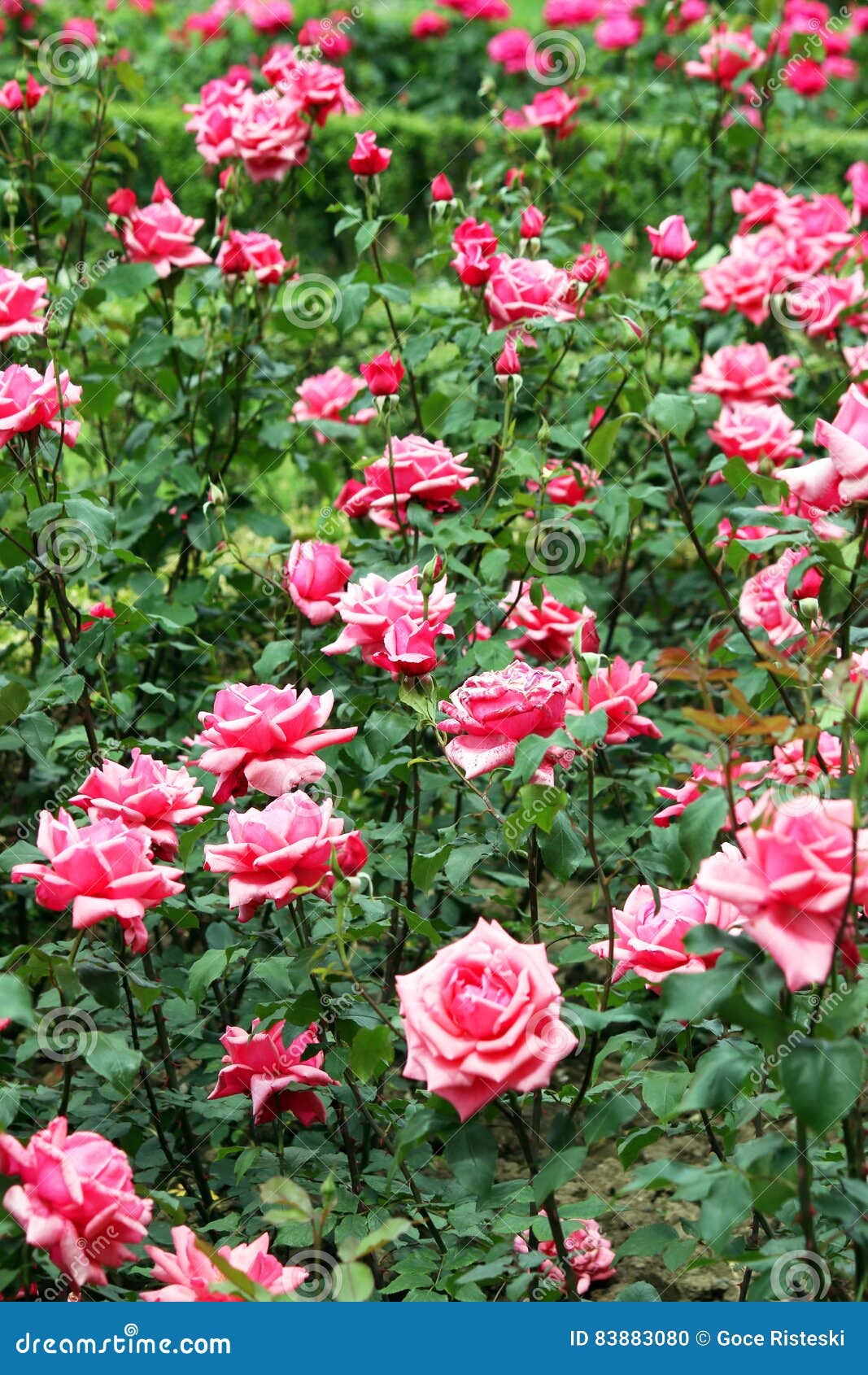 Red roses garden stock photo. Image of plant, bloom, herb - 83883080