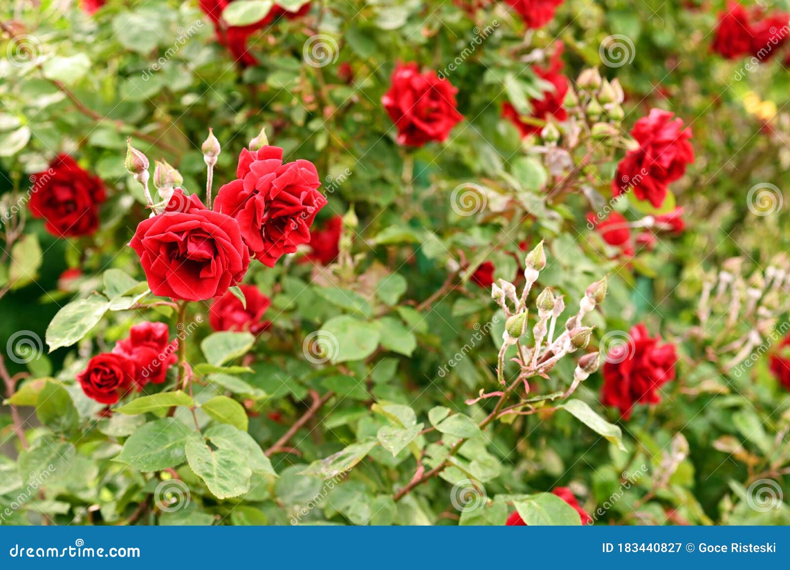 Red roses garden stock image. Image of nature, bush - 183440827