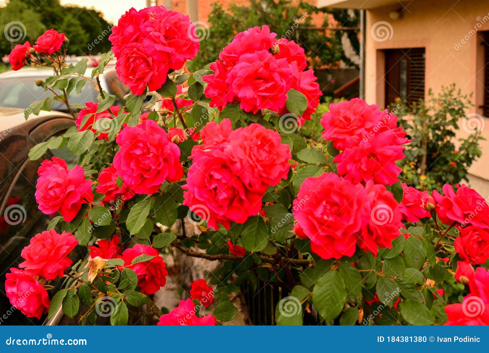 Red Roses in a Garden. Springtime Stock Photo - Image of rose, blossom ...