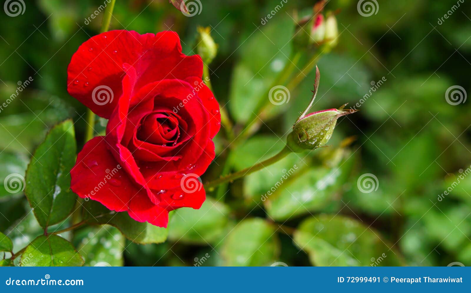 Red Roses In The Garden, Blurred Background, Red Roses In The Garden ...
