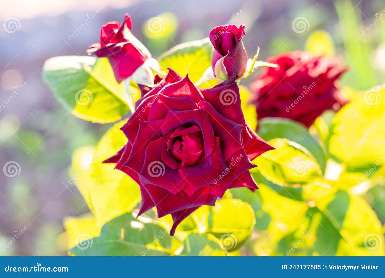 Red Roses in the Garden in Sunny Weather Stock Image - Image of color ...