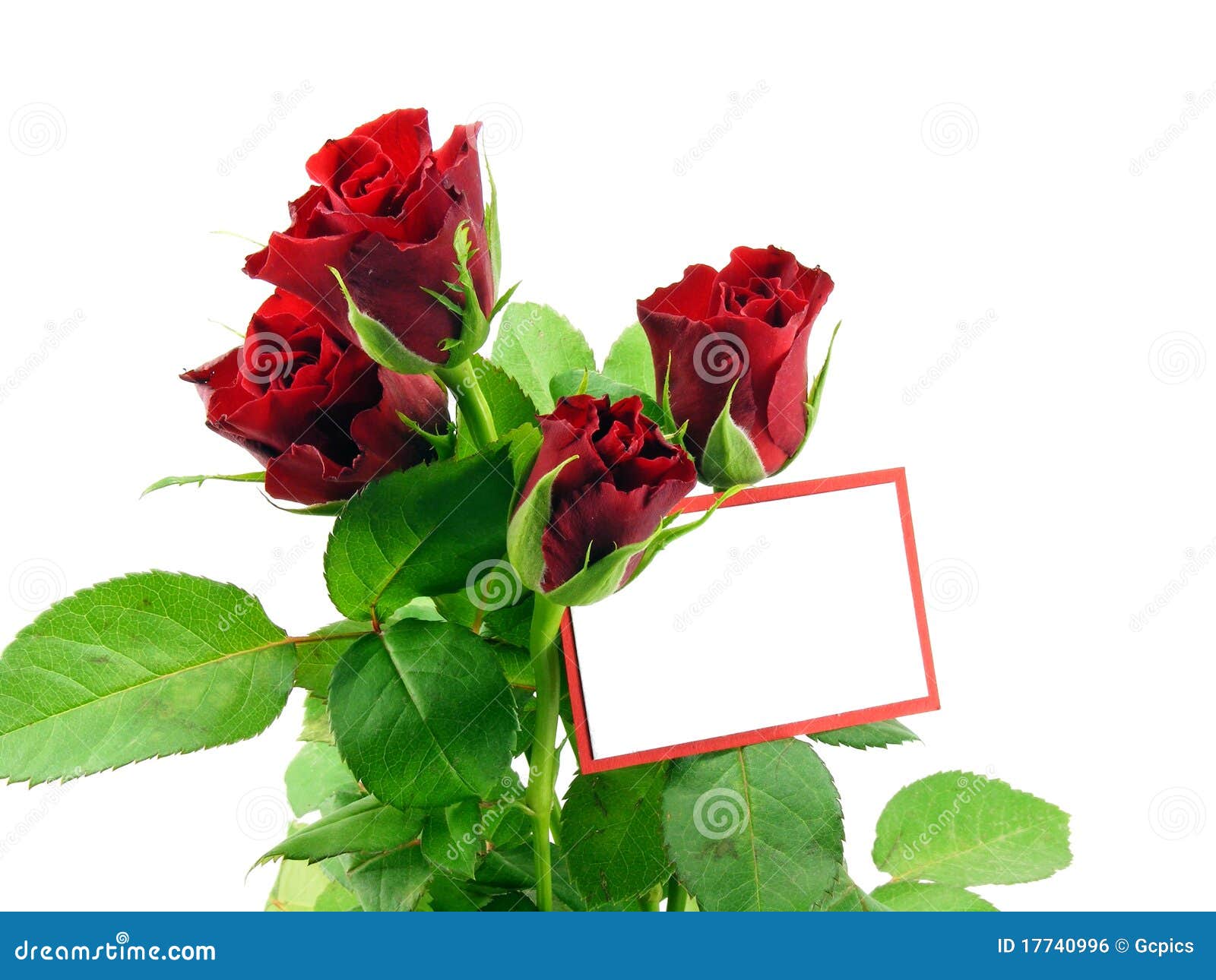Red roses with gift card stock photo. Image of flower - 17740996