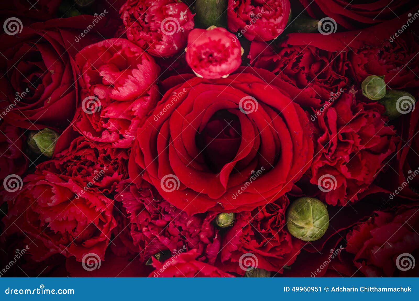 Red roses stock image. Image of flower, event, garden - 49960951
