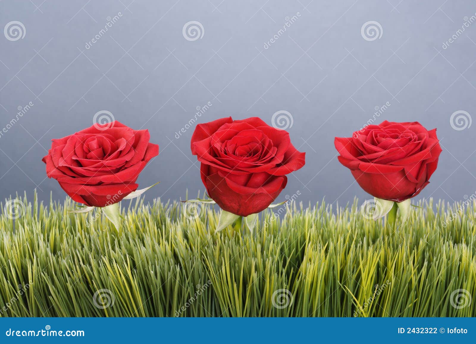 Red roses in grass. stock photo. Image of life, space - 2432322