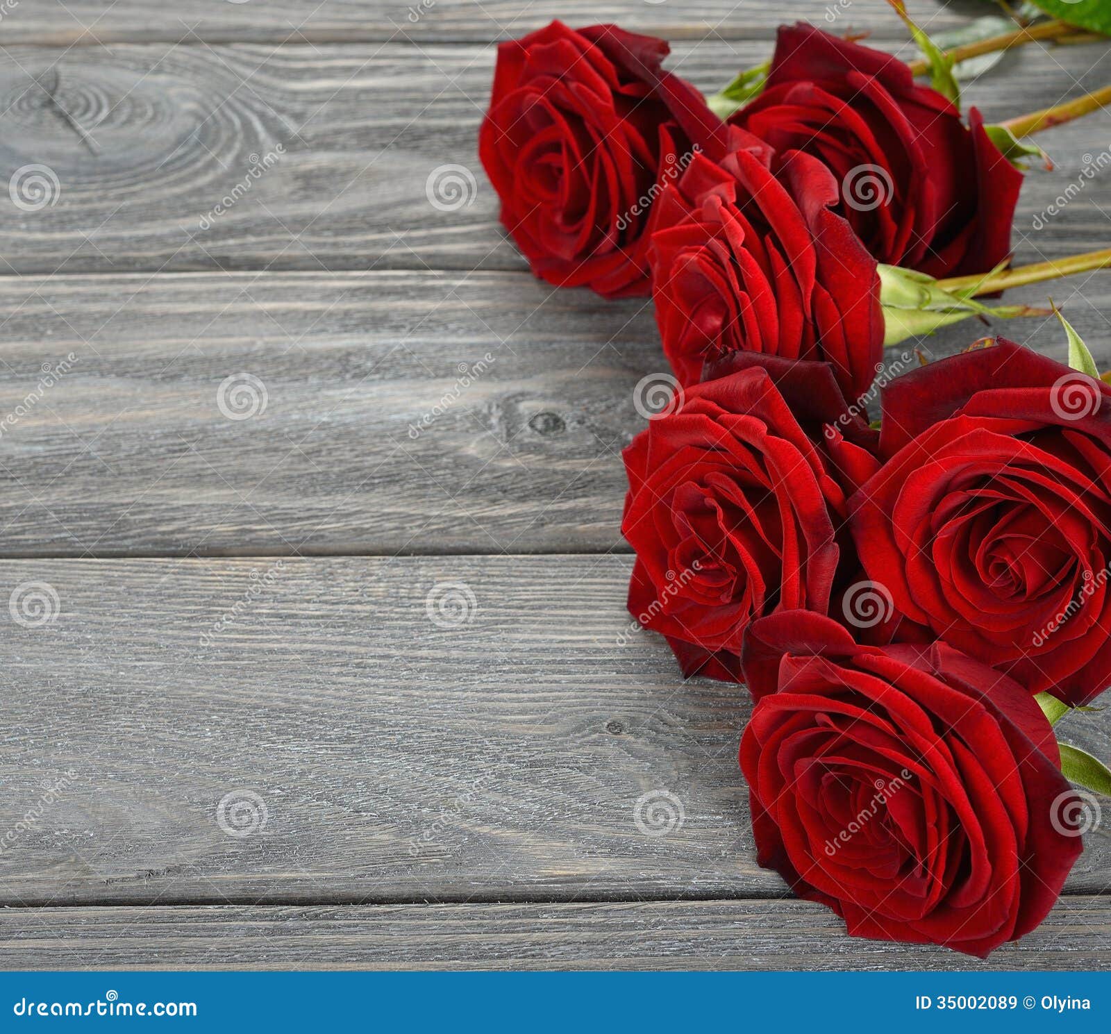 Red roses stock image. Image of gray, romantic, flower - 35002089