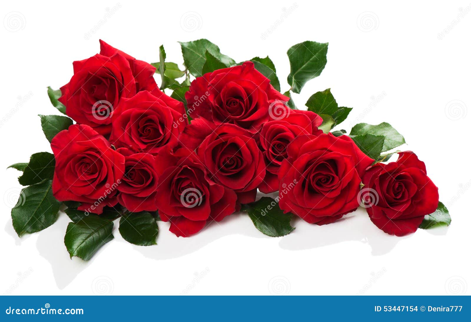 Red Roses with Green Leaves Stock Photo - Image of leaf, isolated: 53447154