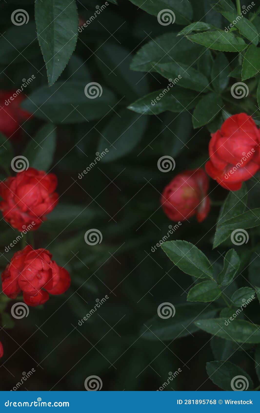 Red Roses with Green Leaves Growing in the Park Stock Photo - Image of ...