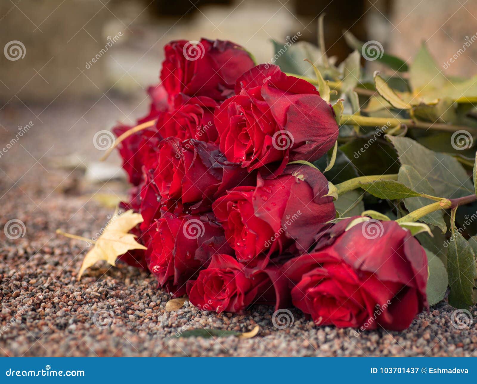 Red roses on the ground stock image. Image of black - 103701437