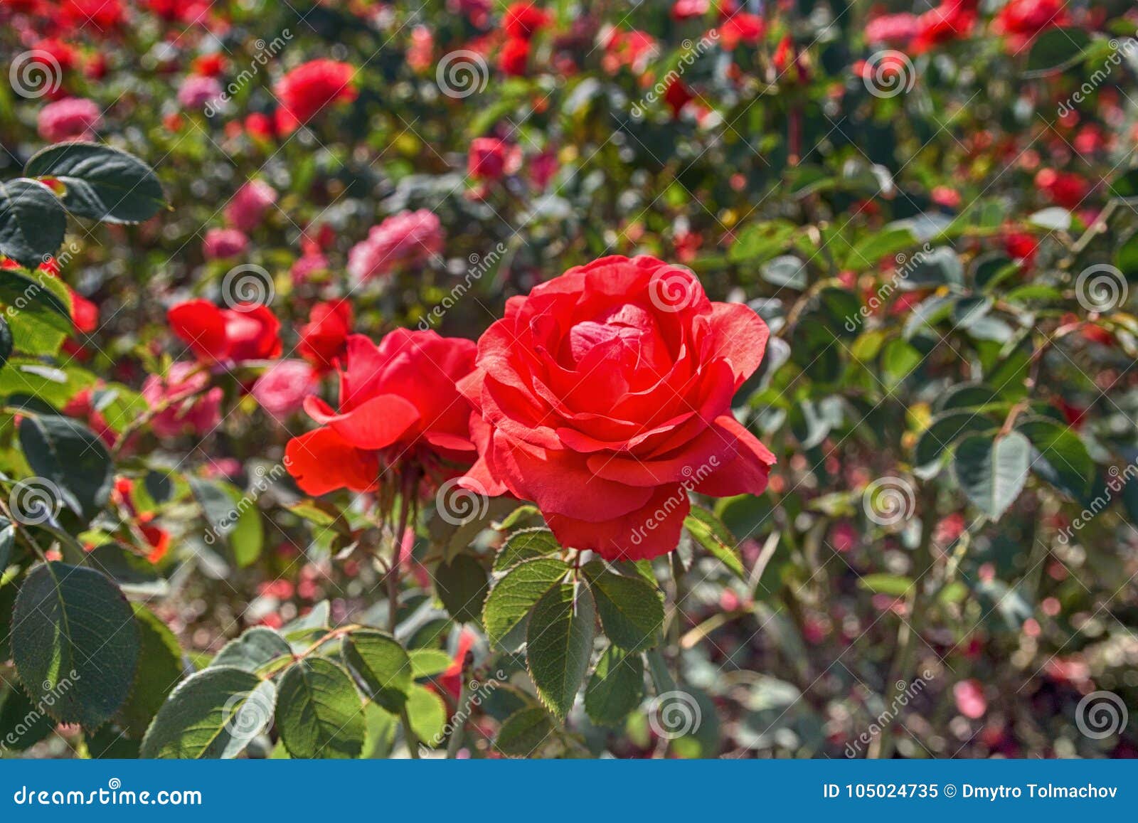 Red Roses Grow in the Garden Stock Image - Image of blooming, nature ...