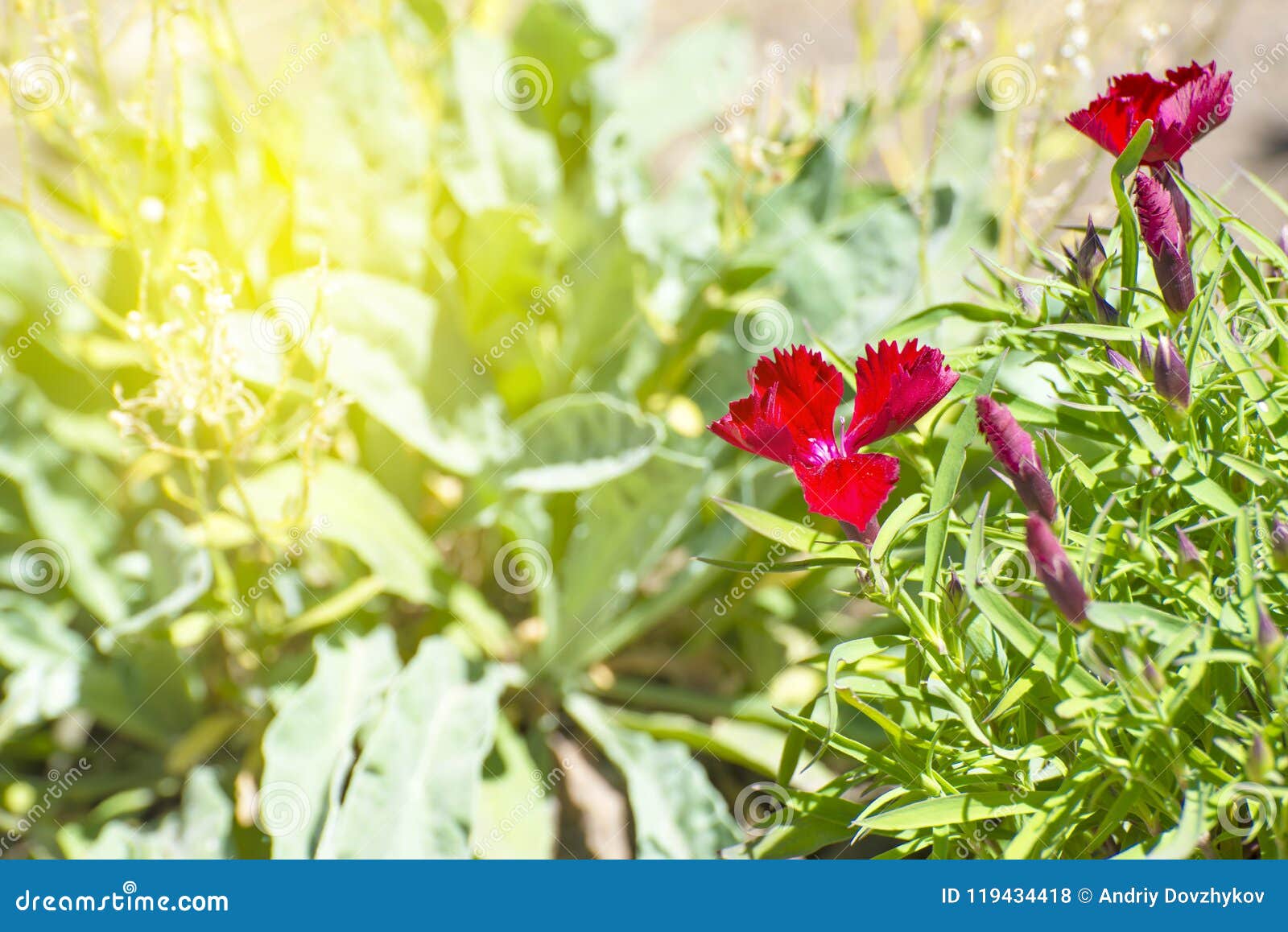 Red Roses Growing in the Garden Stock Photo - Image of garden, growing ...