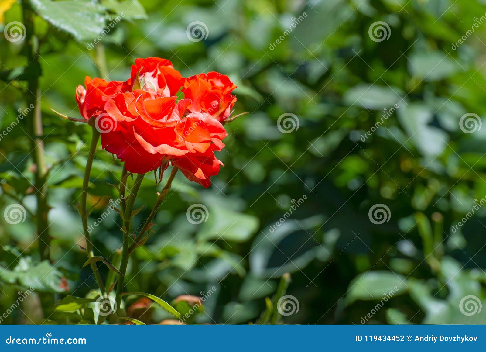 Red Roses Growing in the Garden Stock Photo - Image of greenhouse ...
