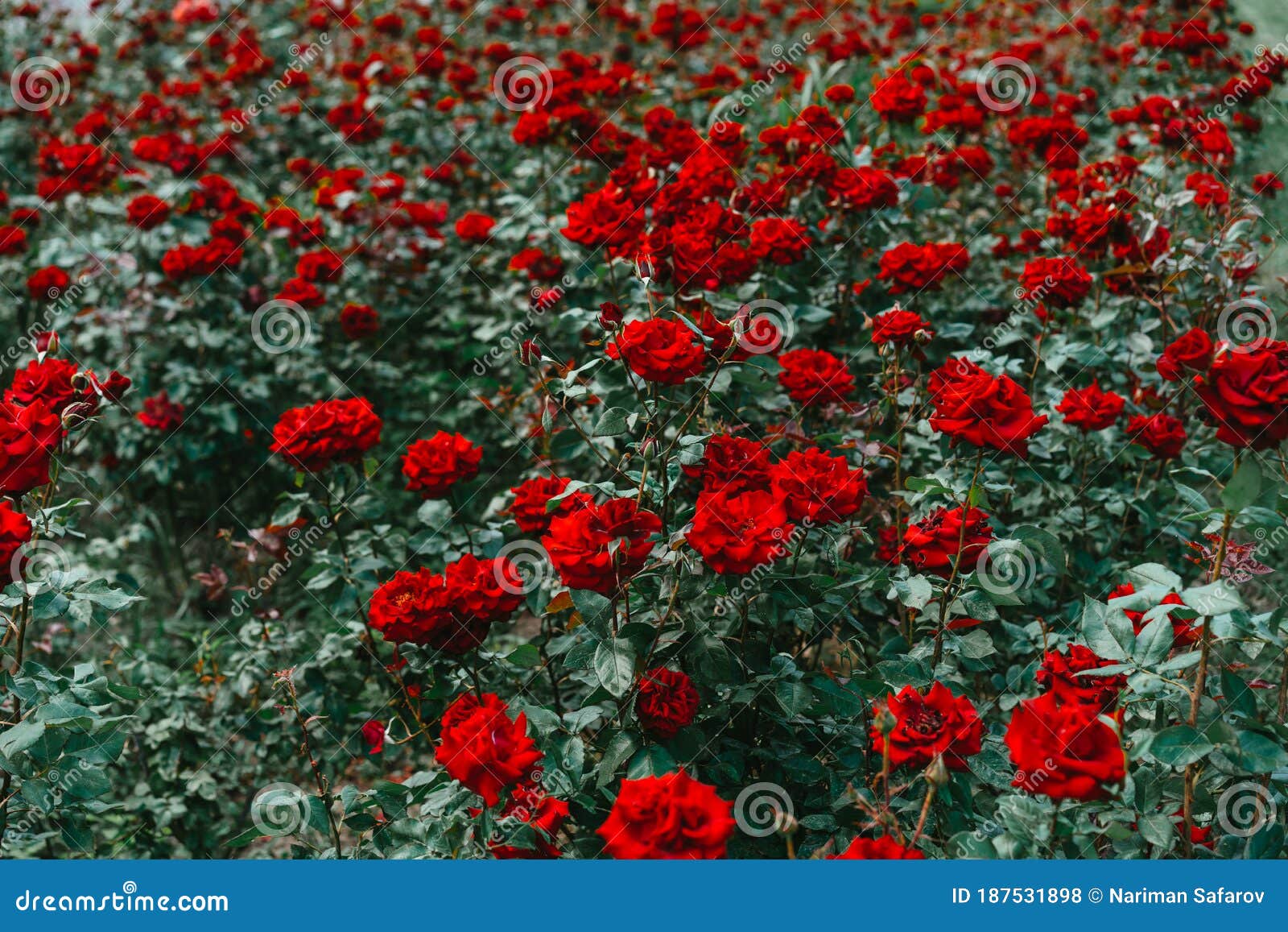 Red Roses Growing in the Garden Stock Photo - Image of fresh, white ...