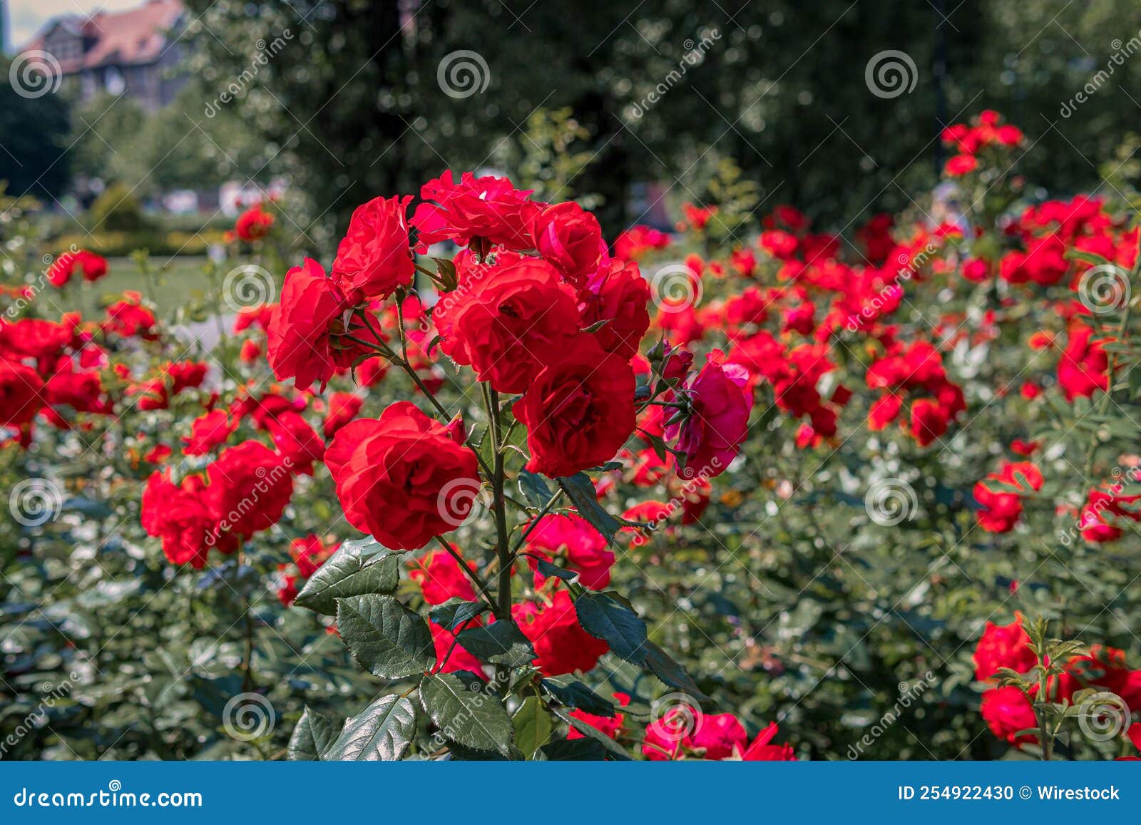 Red Roses Growing in the Garden Stock Photo - Image of flowers, growing ...