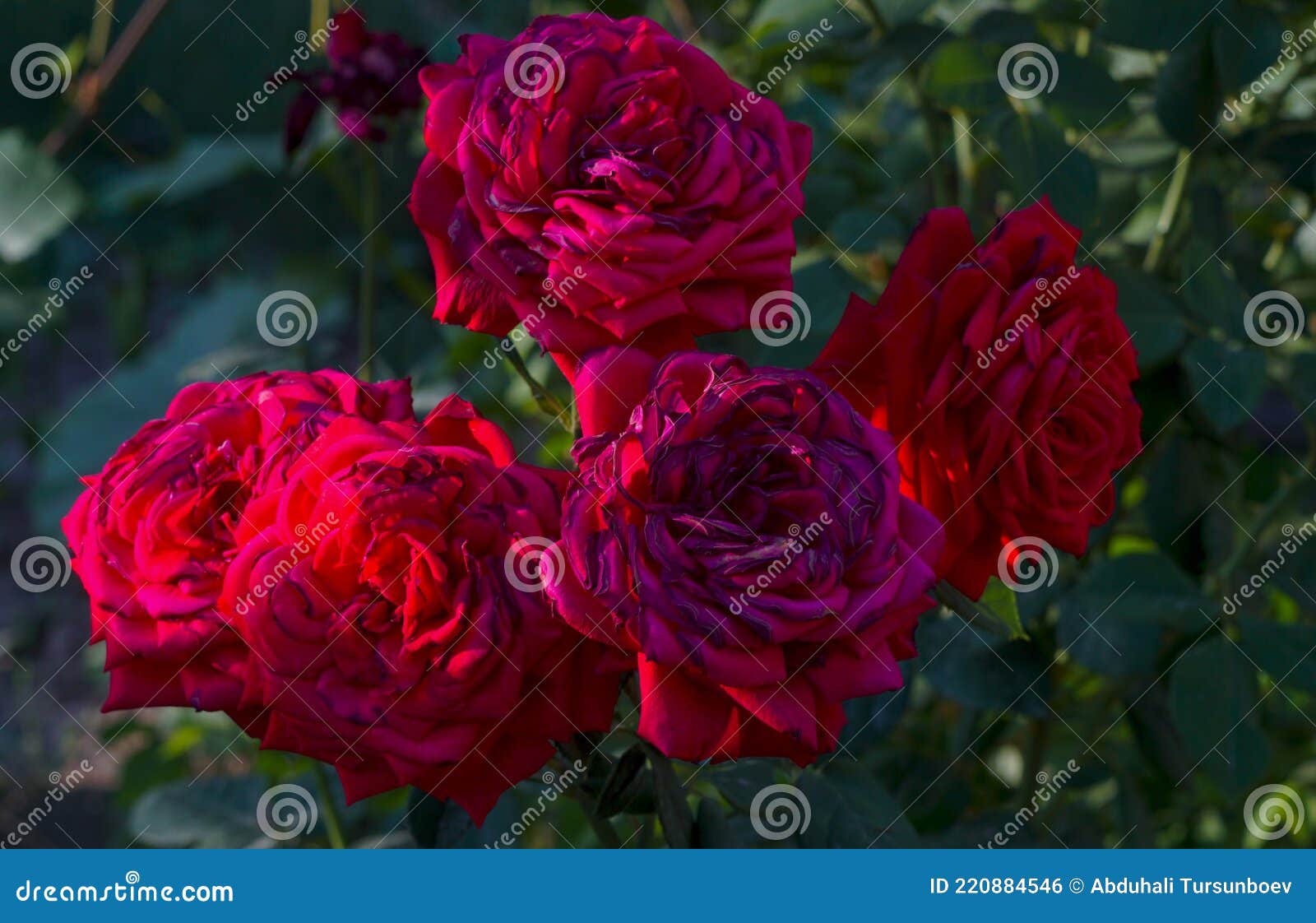 Red Roses Growing on the Ground Stock Photo - Image of rose, pink ...