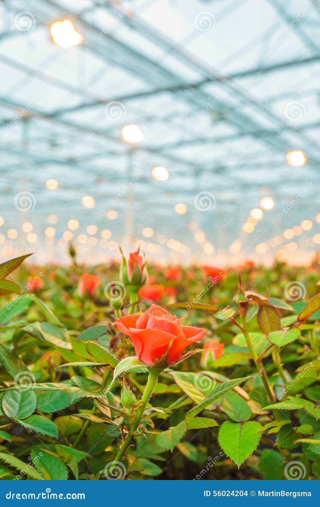 Red Roses Growing Inside a Greenhouse Stock Photo - Image of industrial ...