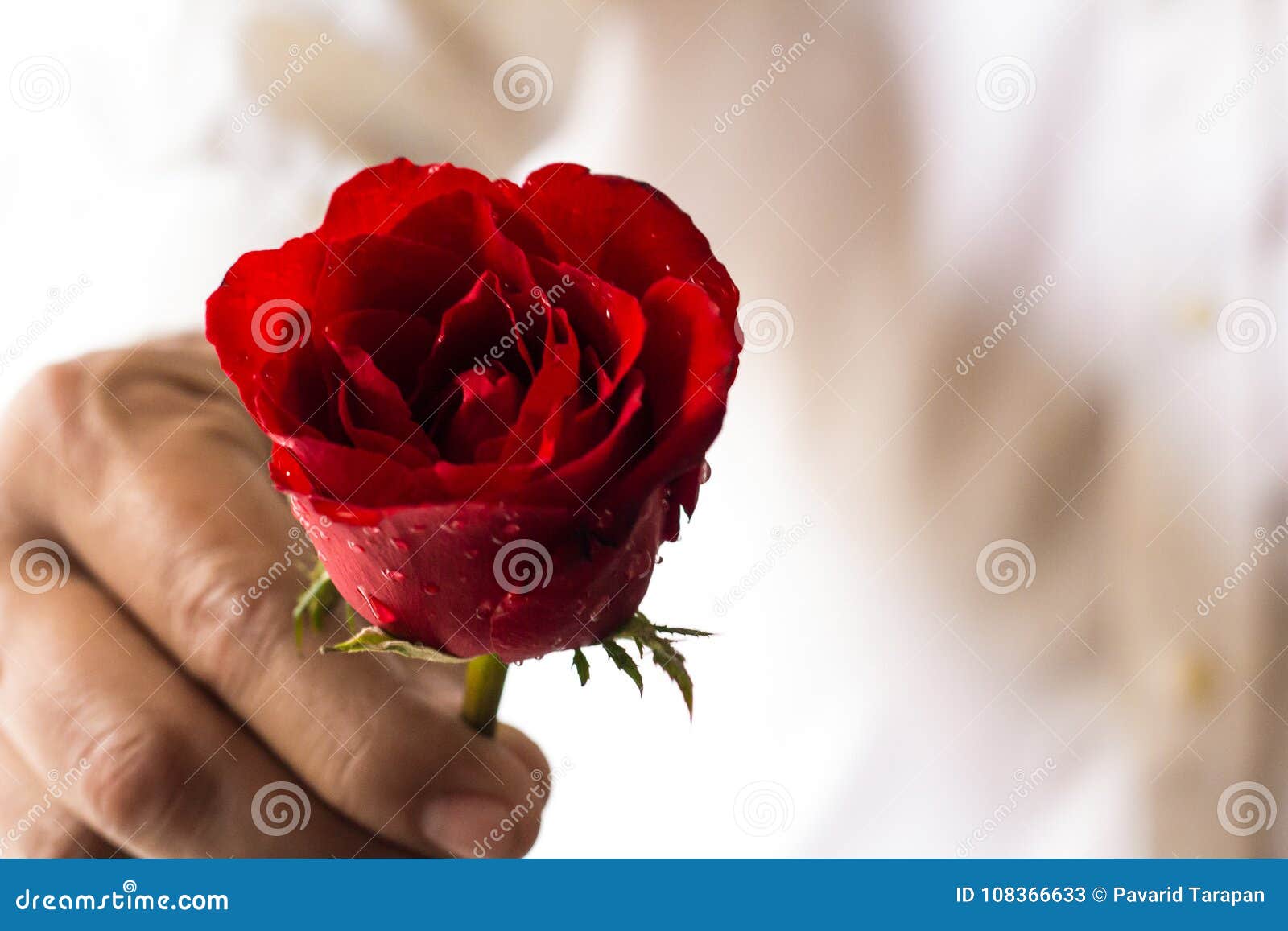 Red roses in hand stock image. Image of holding, roses - 108366633