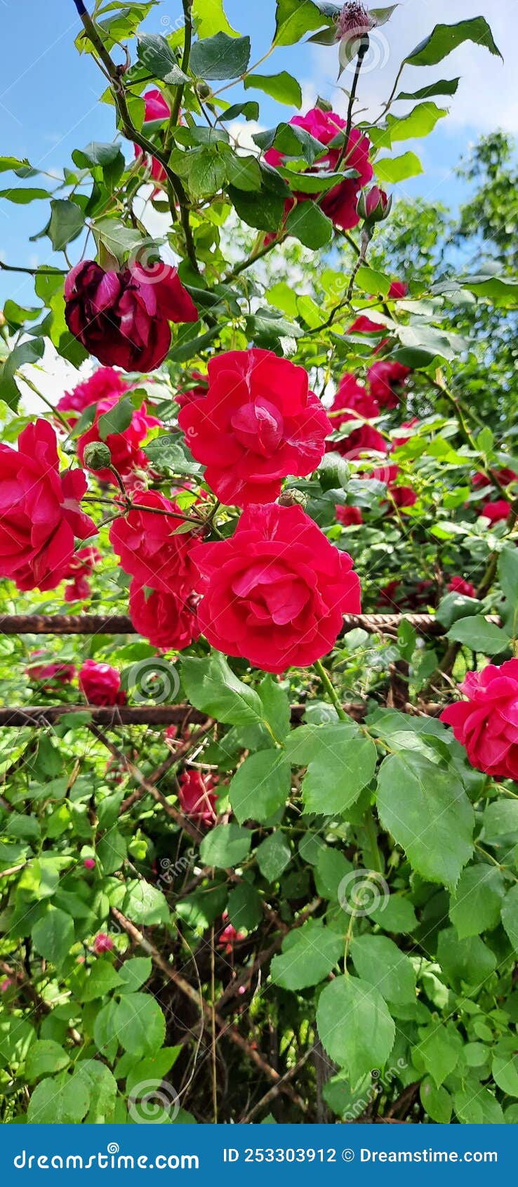 Red Roses Hanging on the Fence in Spring Stock Photo - Image of bouquet ...