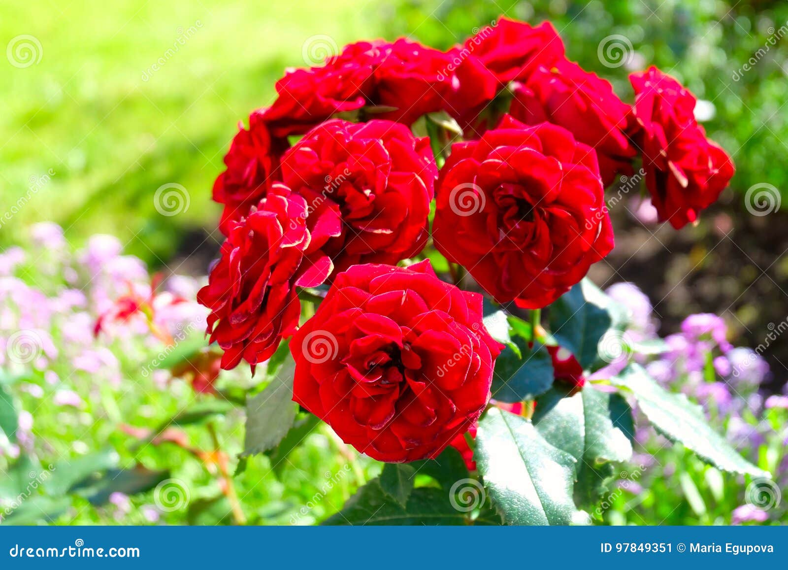 Red roses stock image. Image of summer, elegance, head - 97849351