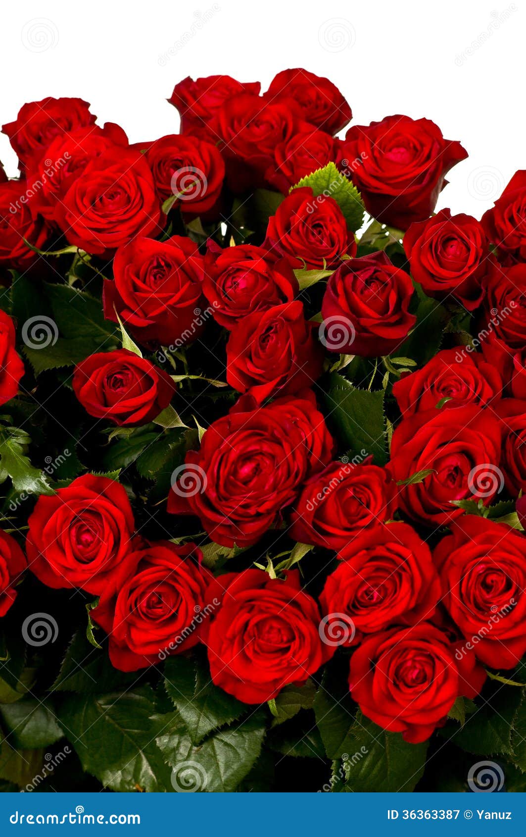 Red roses stock image. Image of beauty, fresh, blossom - 36363387