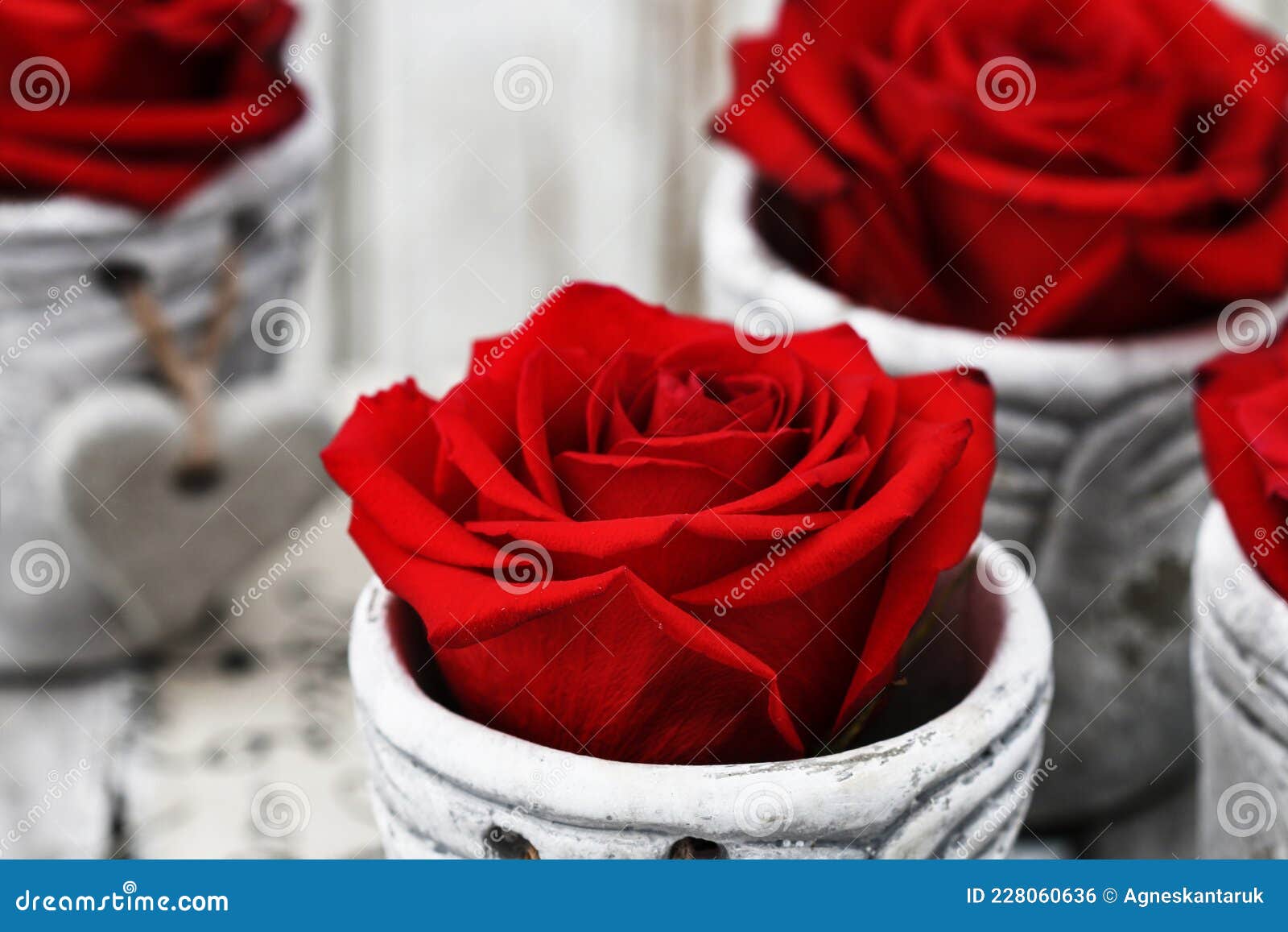 Red Roses Inside the Ceramic Pots. Romantic Decor Stock Photo - Image ...