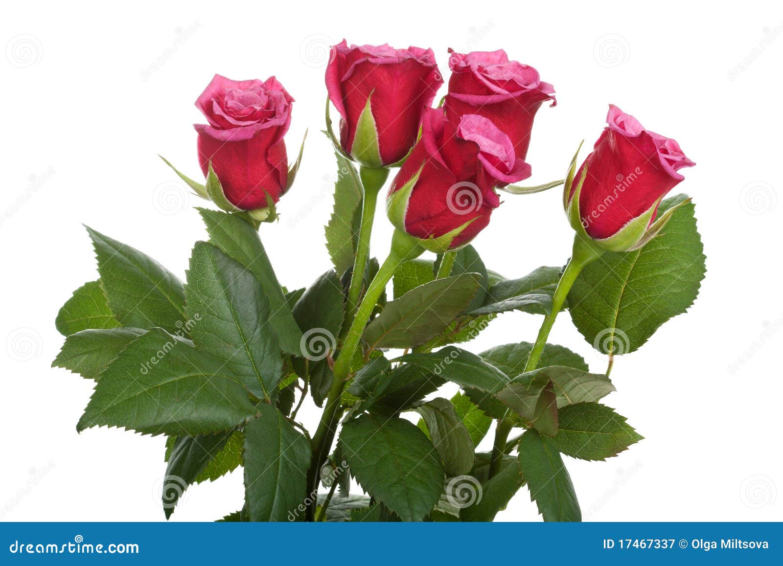 Red roses isolated stock image. Image of freshness, bright - 17467337
