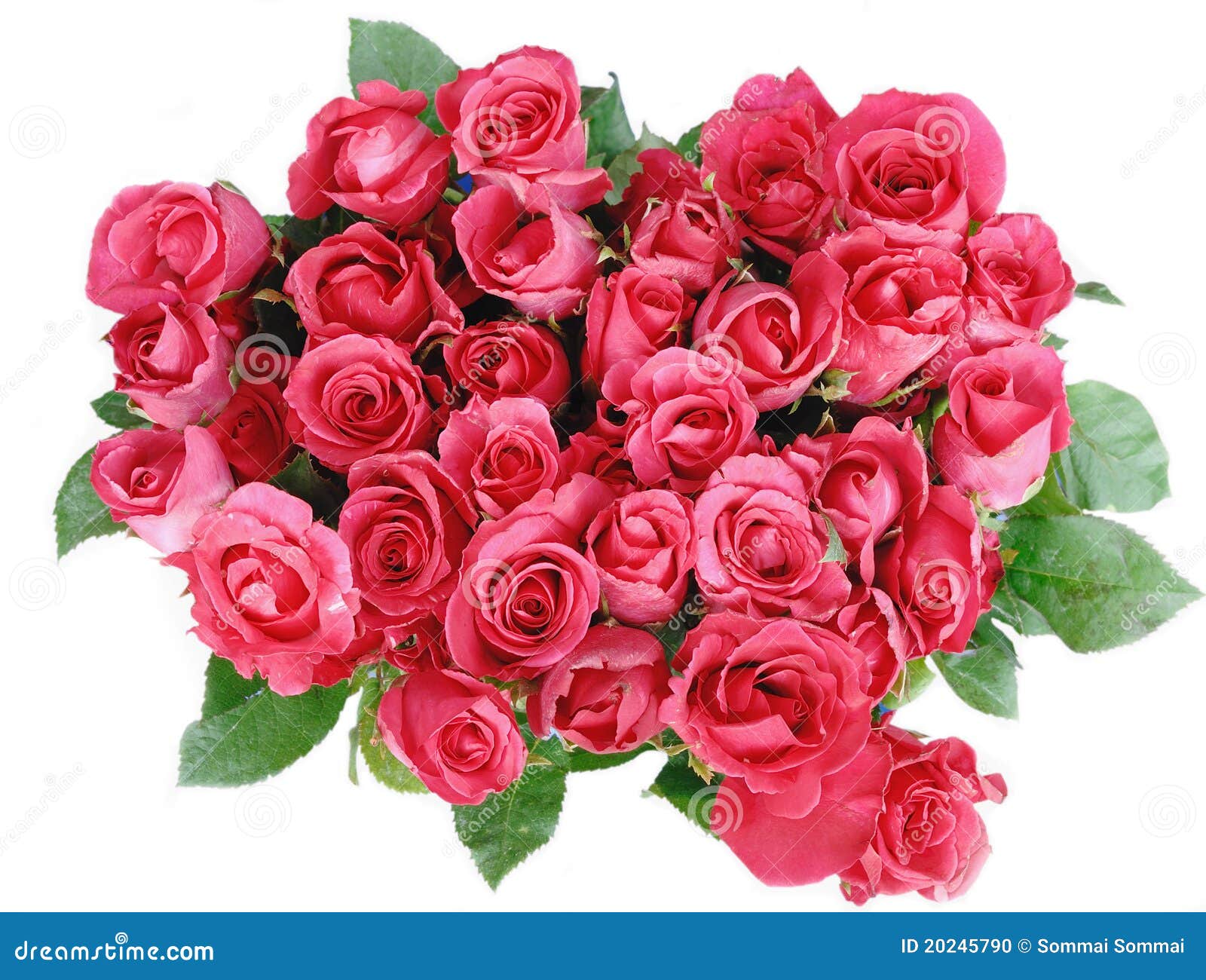 Red roses isolated stock photo. Image of bloom, aroma - 20245790