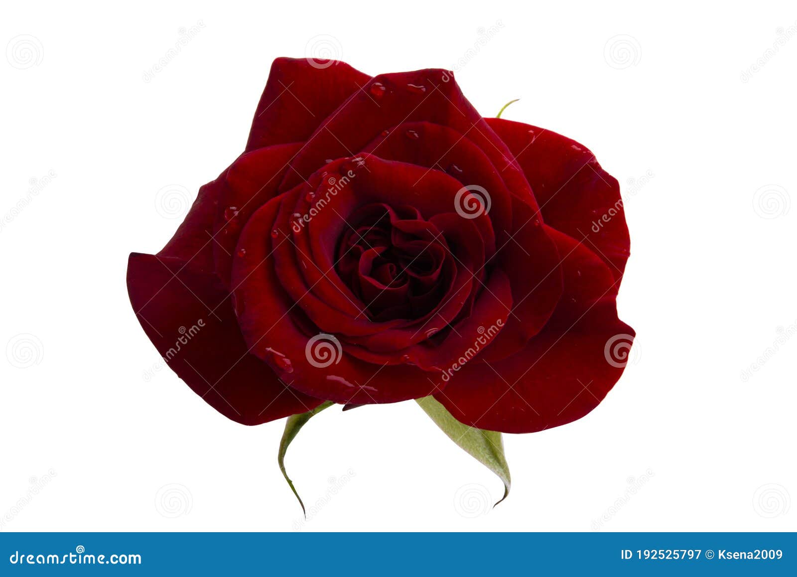 Red roses isolated stock image. Image of pattern, decoration - 192525797