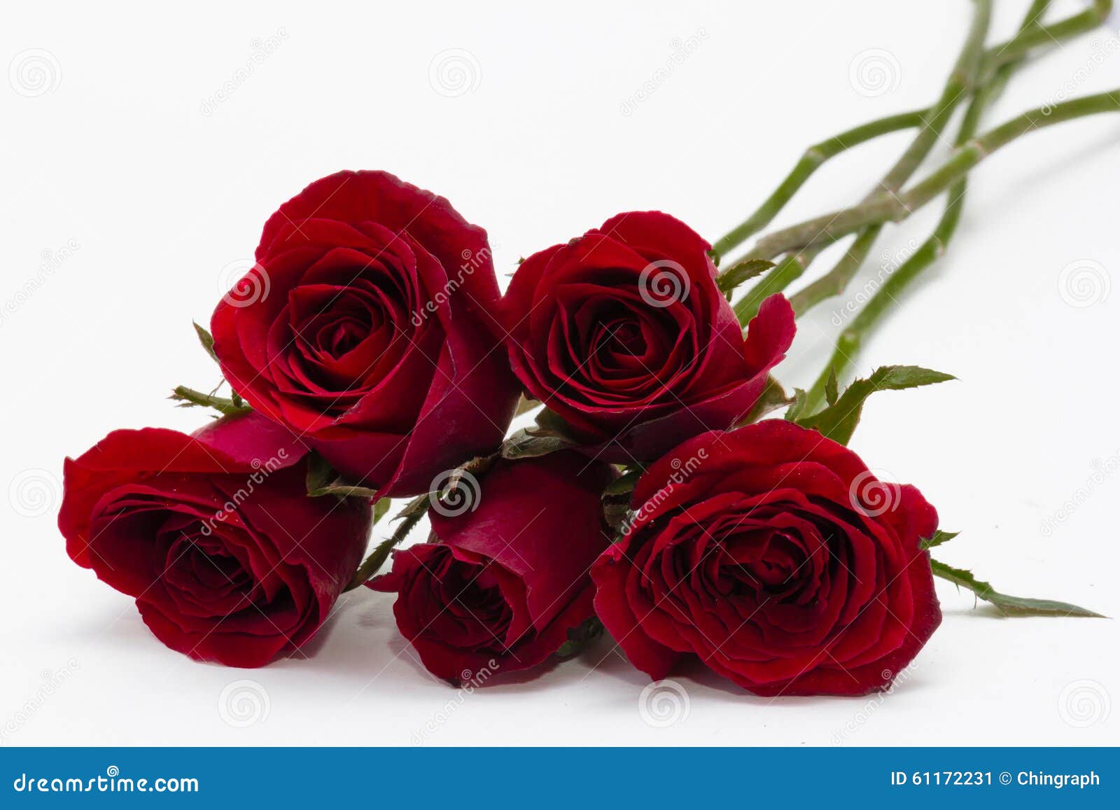 Red Roses Isolated on White Background Stock Image - Image of beauty ...