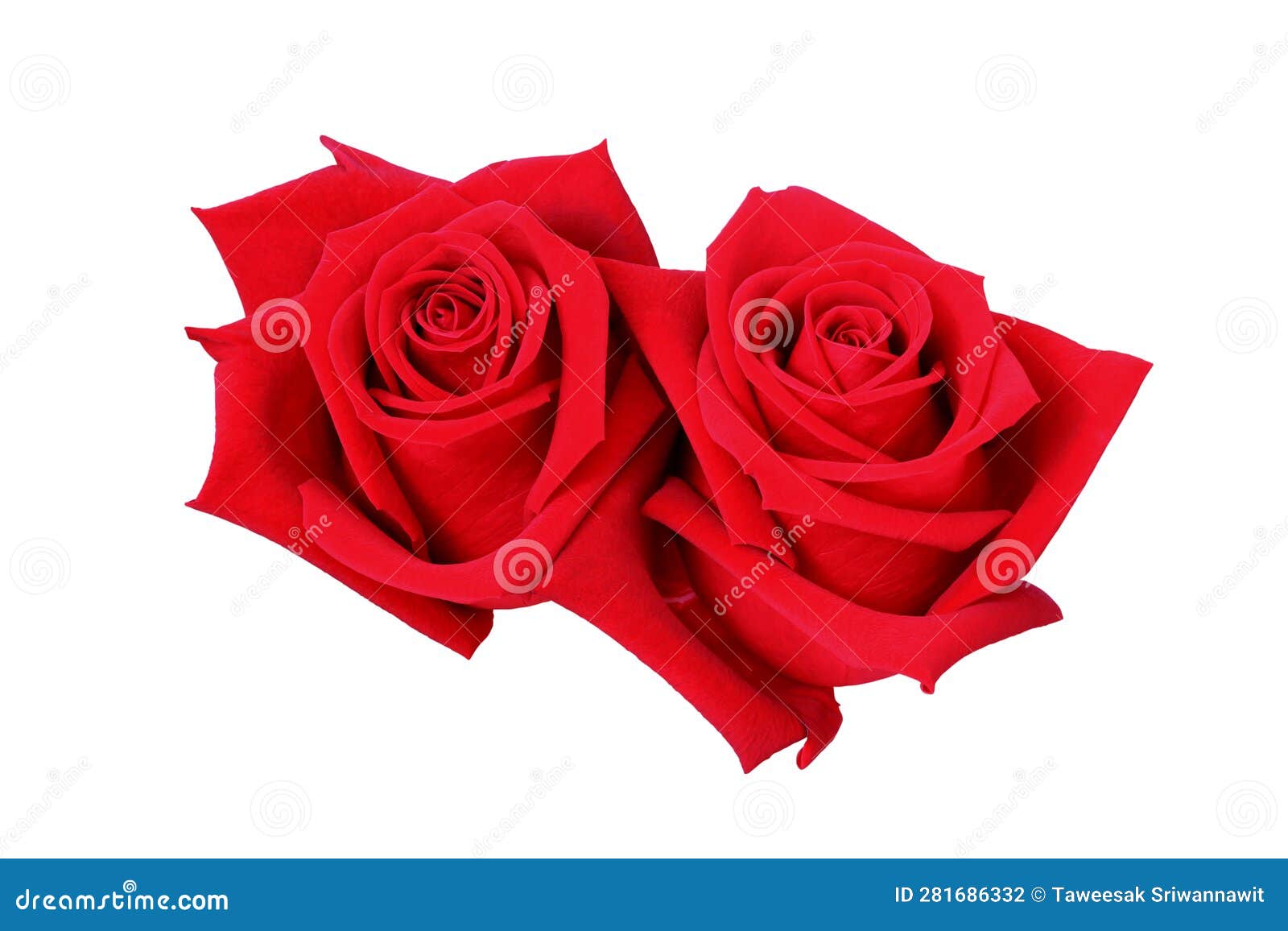 Red Roses Isolated on White Background with Clipping Path Stock Photo ...