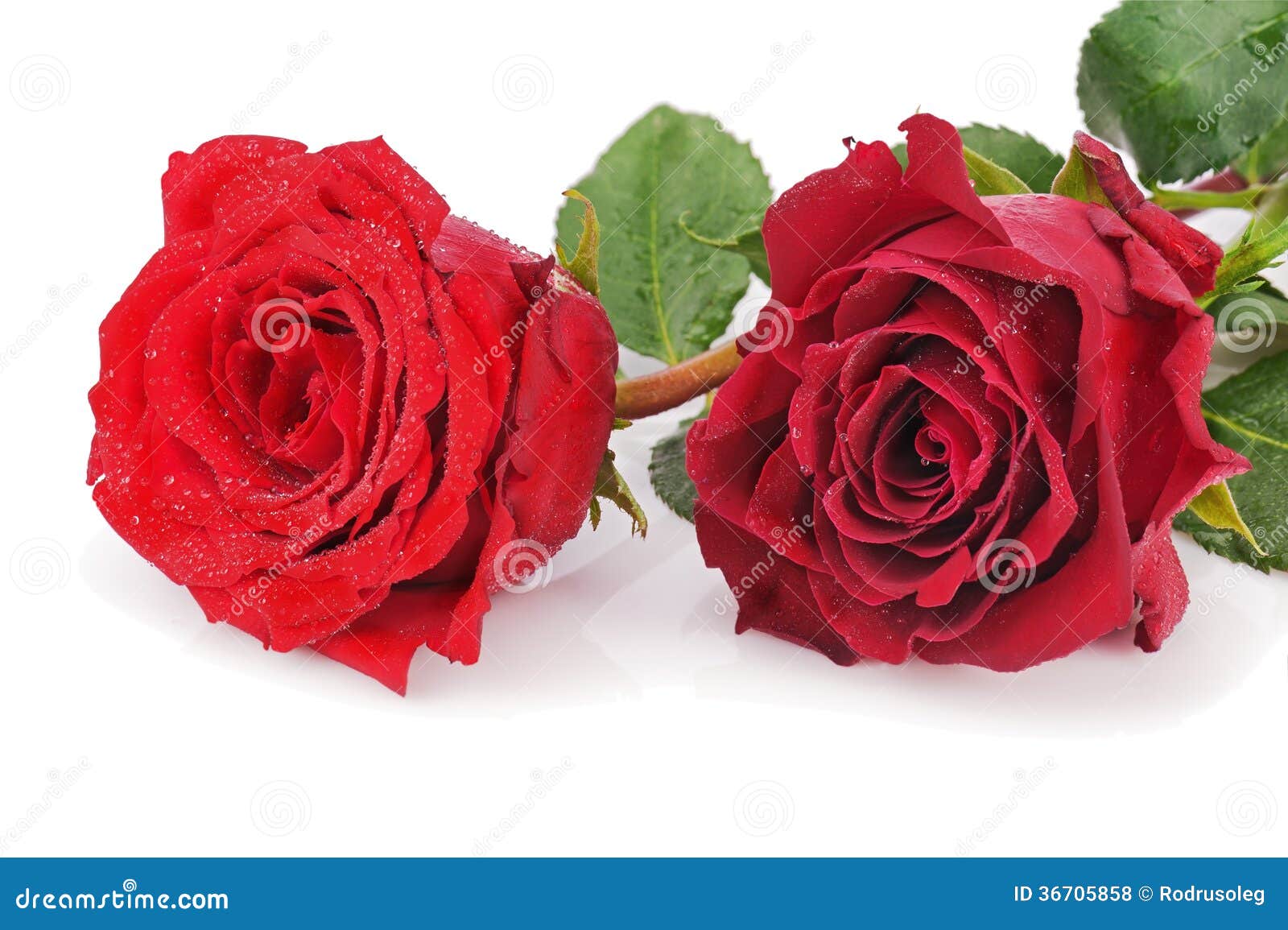 Red Roses Isolated on White Background. Stock Photo - Image of bloom ...