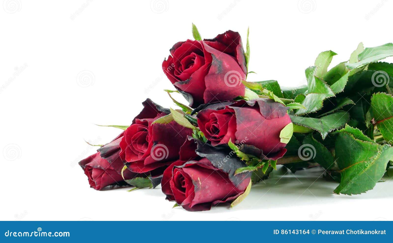 Red Roses Isolated on White Background Stock Photo - Image of isolated ...