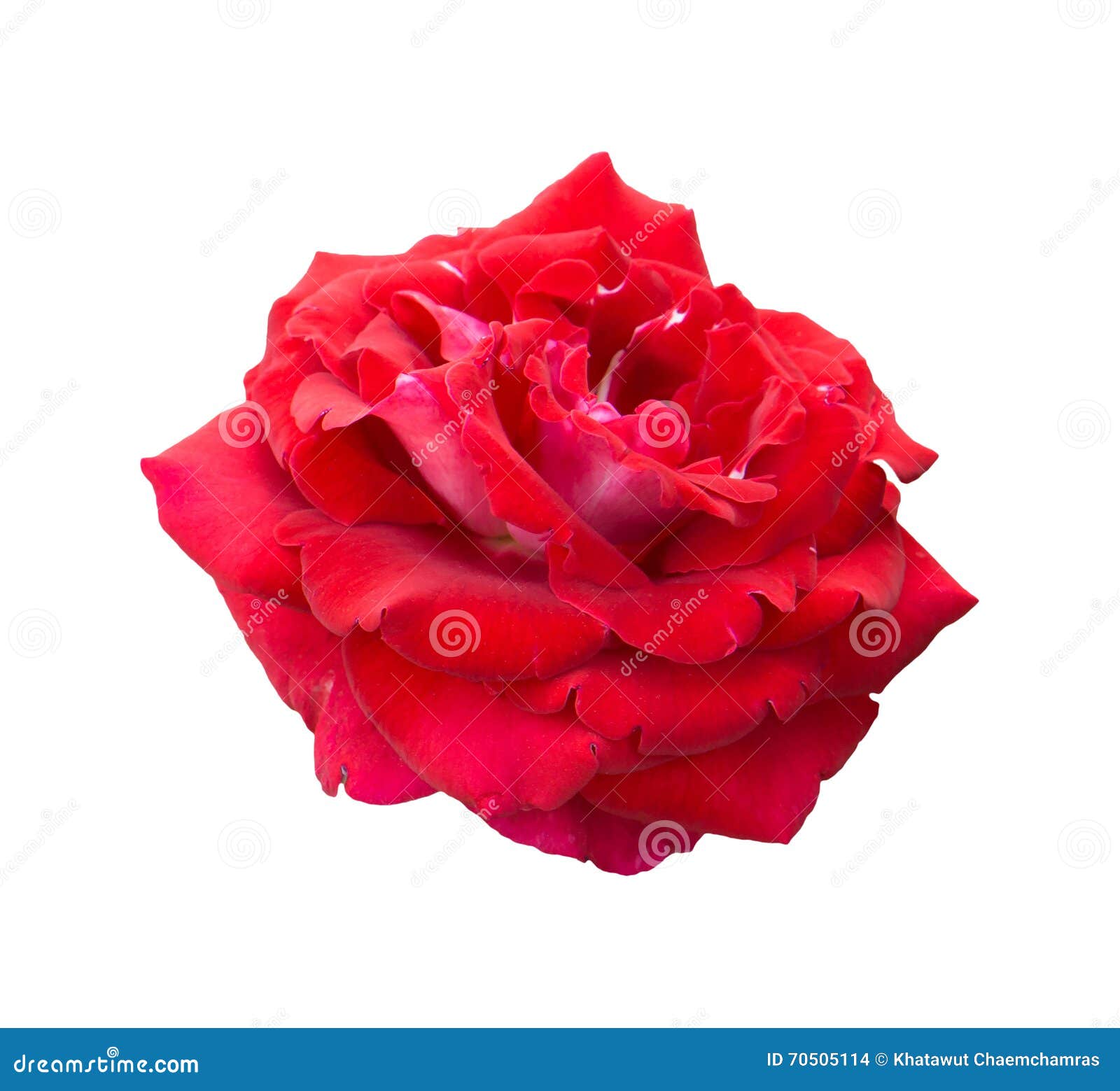 Red Roses Isolated on White Background Stock Photo - Image of closeup ...