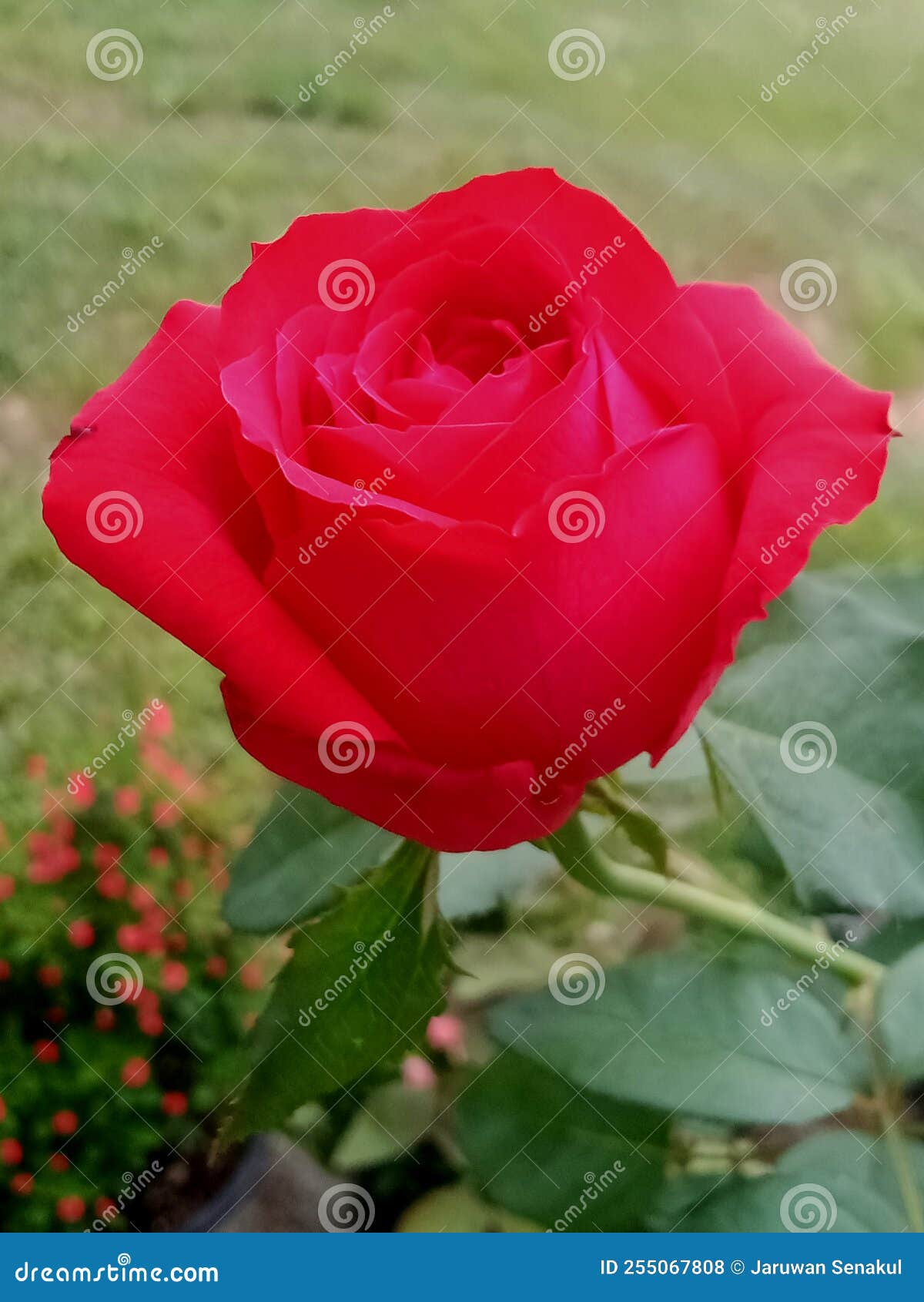 Red roses j stock photo. Image of plant, shrub, flower - 255067808