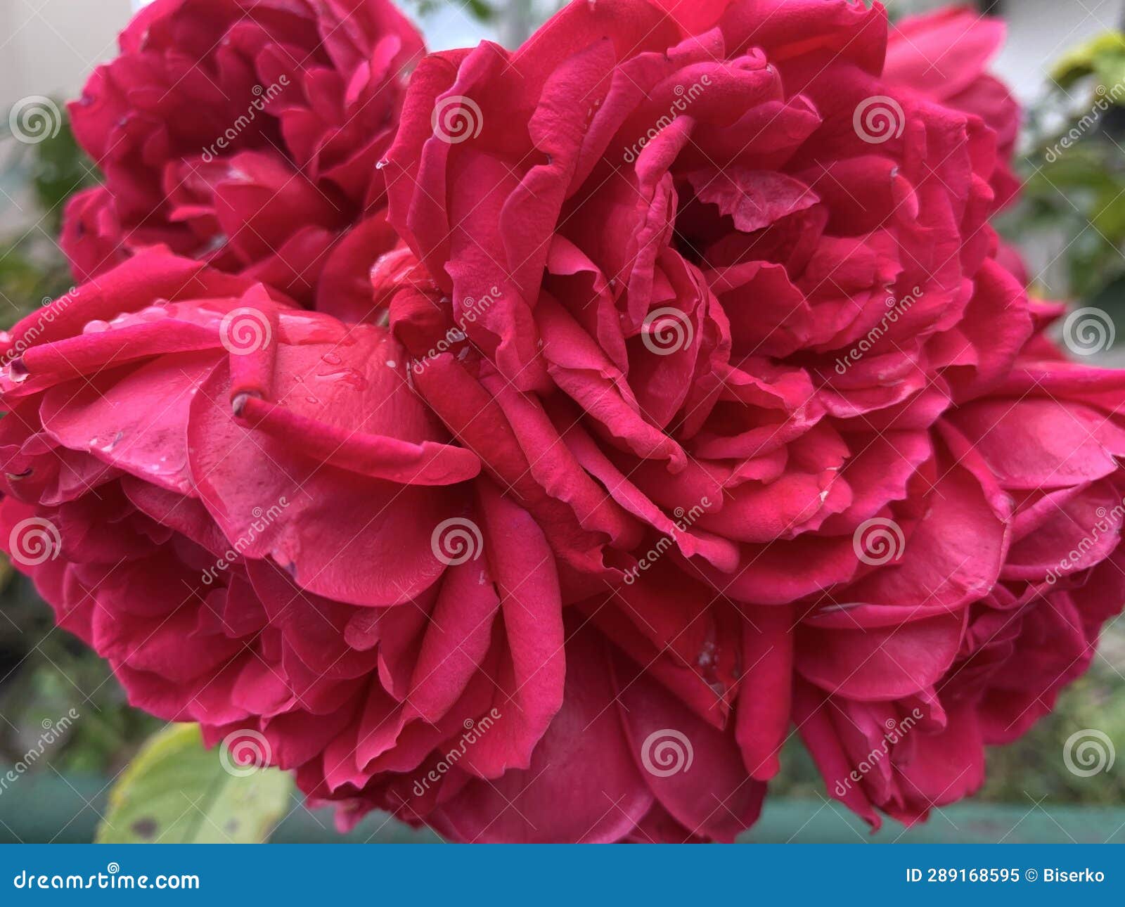 Red Roses in the Late Summer Stock Image - Image of plant, summer ...