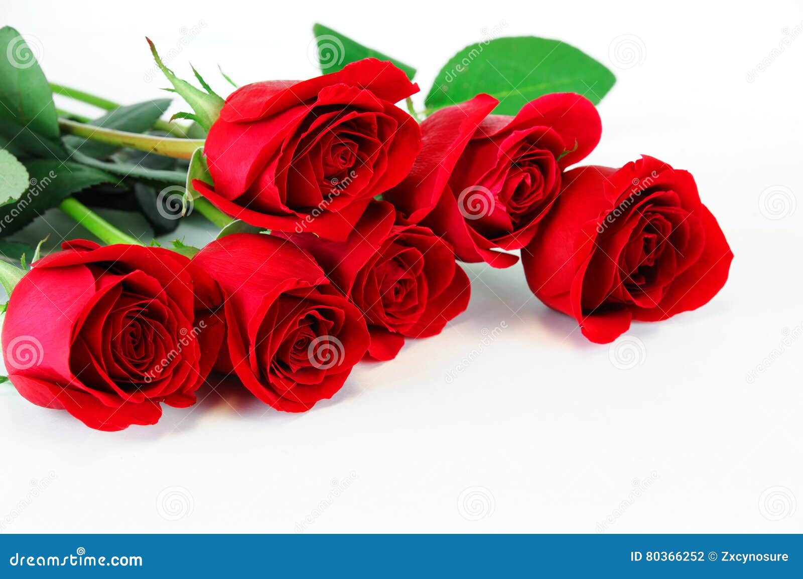 Red Roses Laying on White Background Stock Photo - Image of greeting ...