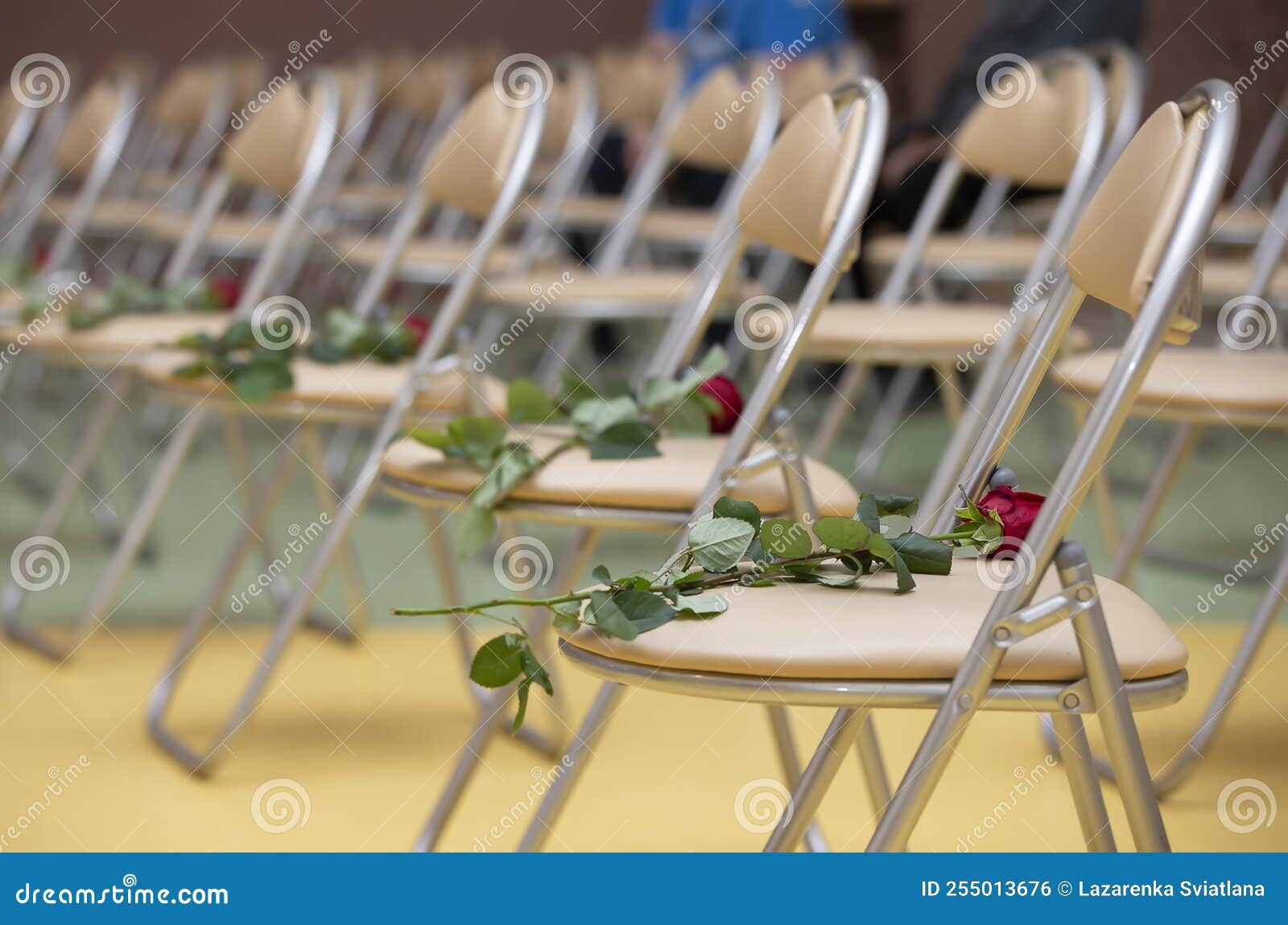 Red Roses Lie on Empty Chairs Stock Photo - Image of flower, event ...