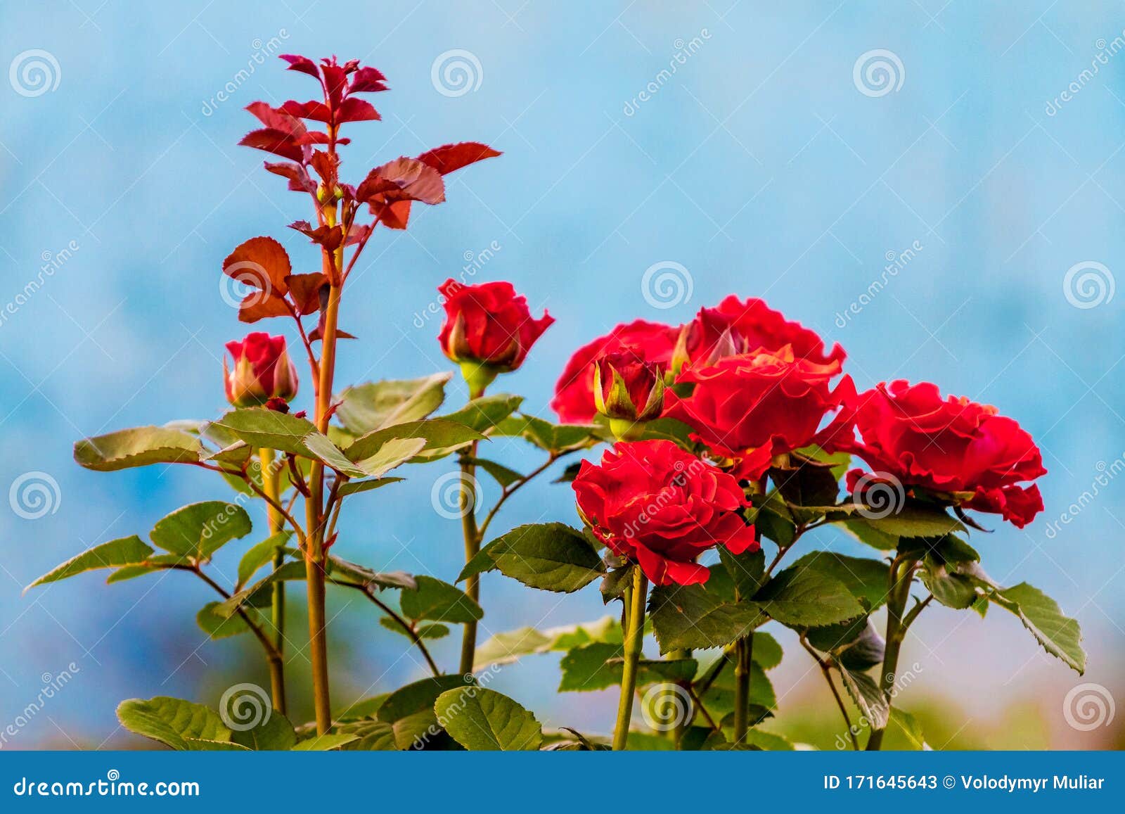 Red Roses on Light Blue Background in Sunny Weather_ Stock Image ...