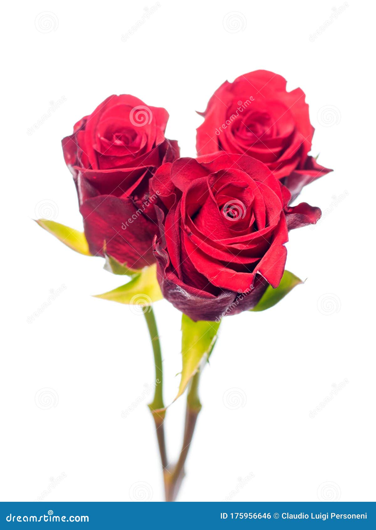 Red roses in light stock photo. Image of bunch, floral - 175956646