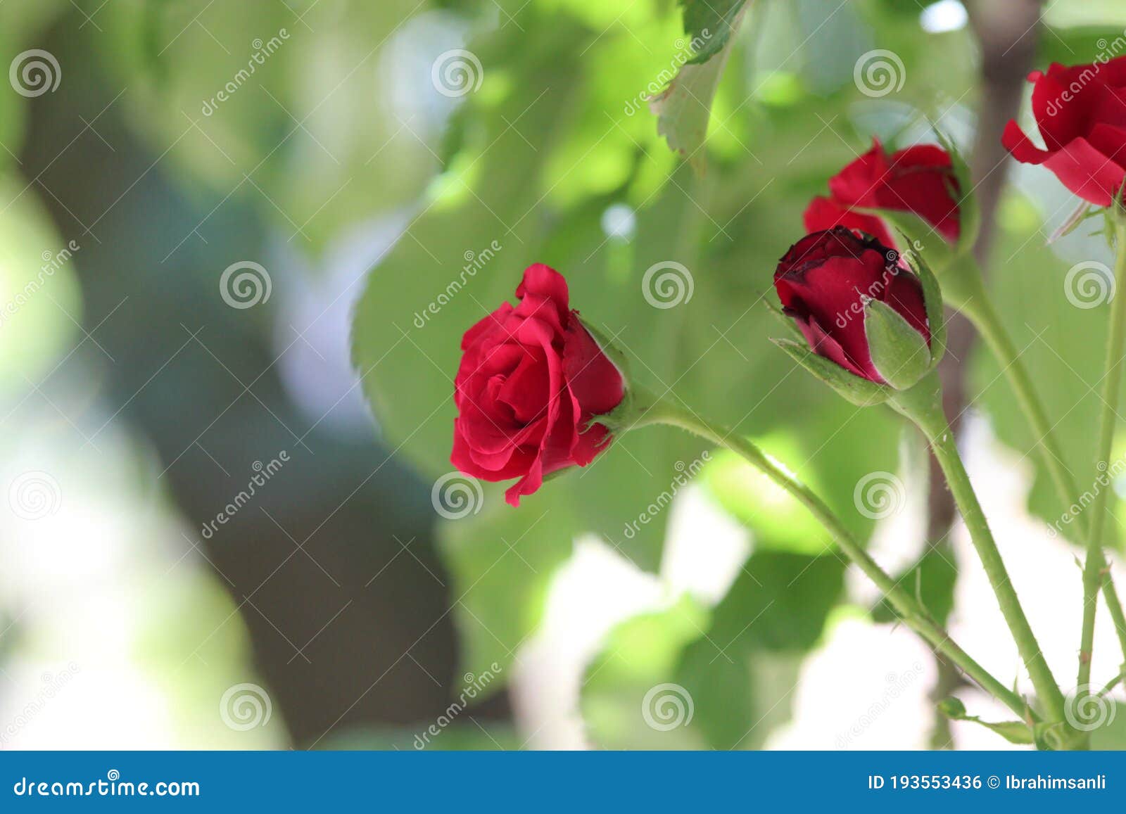 Red Roses for Lovers and Love Stock Photo - Image of nature, flowers ...