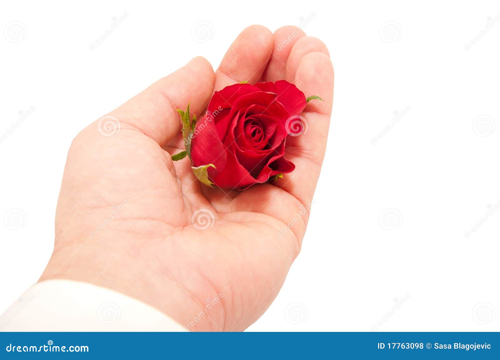Red Roses In The Men S Hand Stock Photo - Image of flower, isolation ...