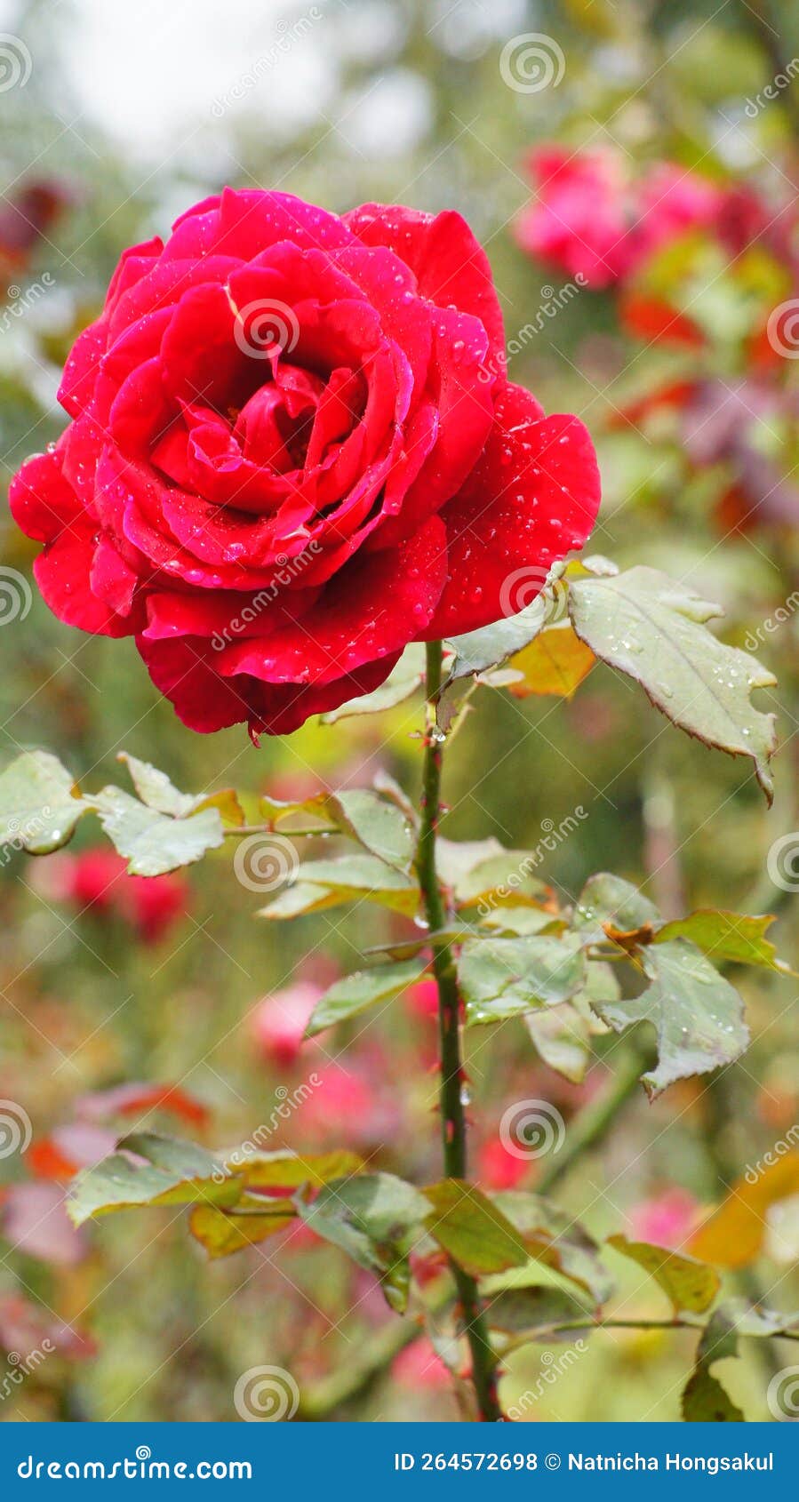 Red Roses on the Mountain in Winter in Chiang Mai. Stock Photo - Image ...