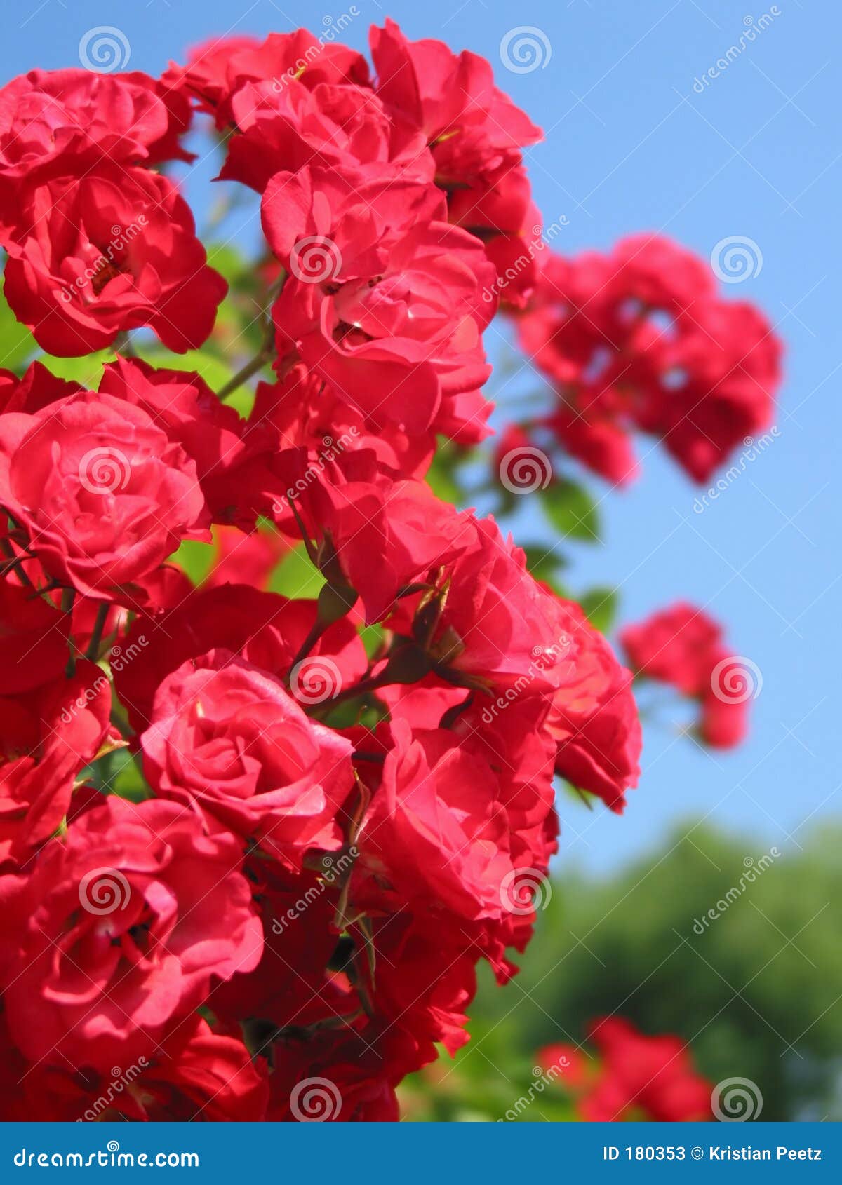 Red roses for my girl :-) stock image. Image of blue, daylight - 180353