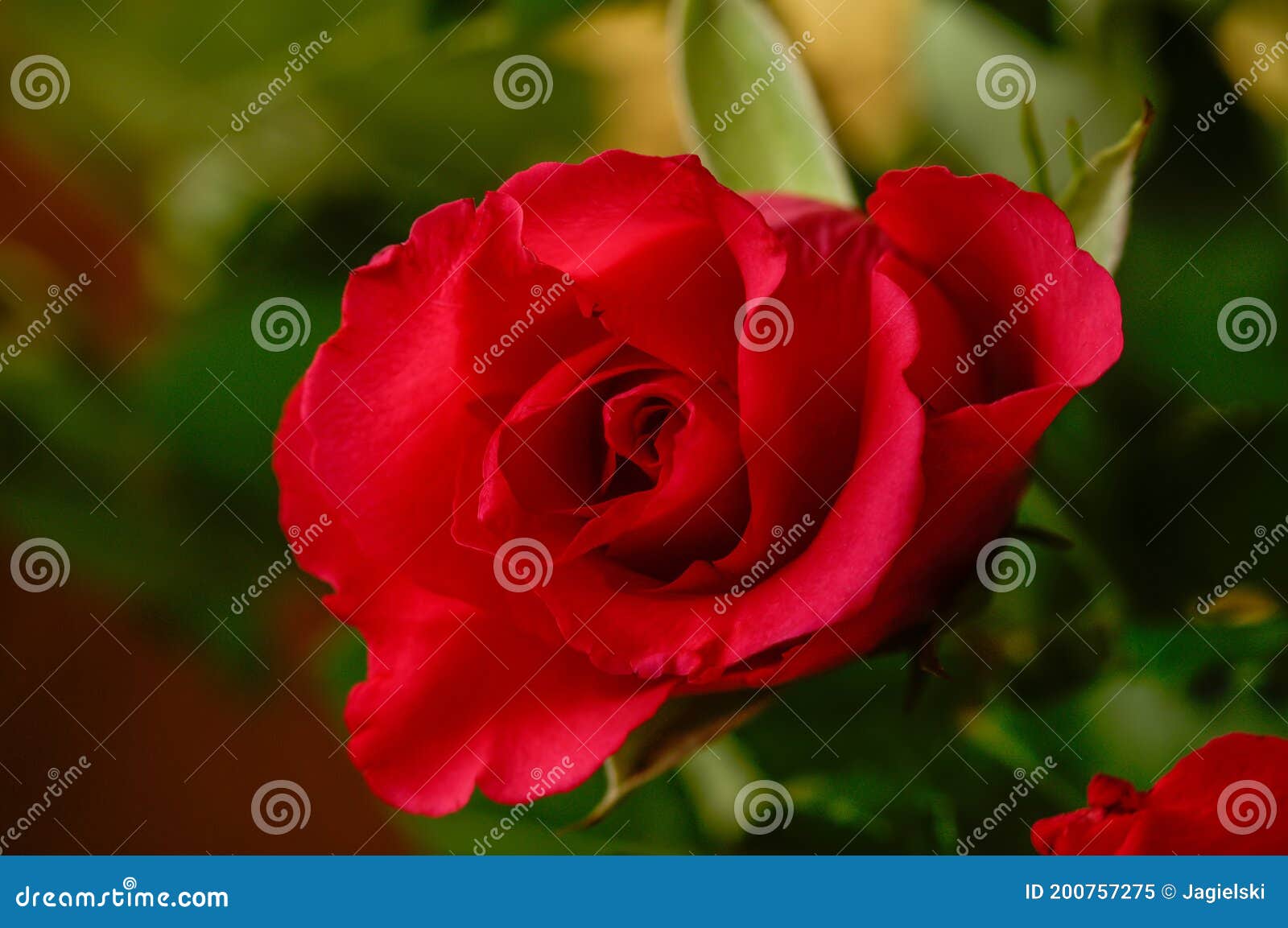 Red roses stock image. Image of colour, nature, petals - 200757275