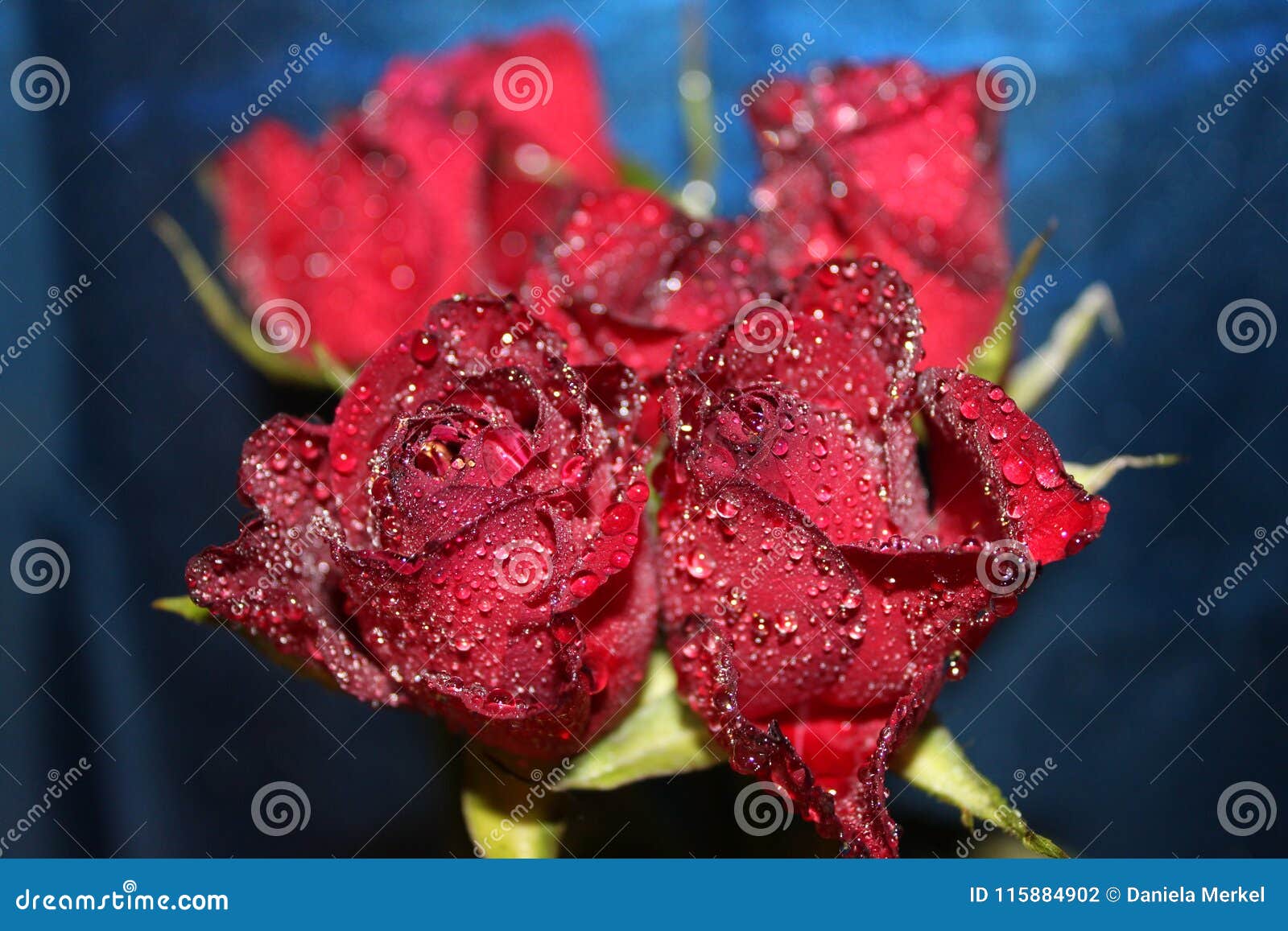 Red roses 003 stock photo. Image of flowers, nice, background - 115884902
