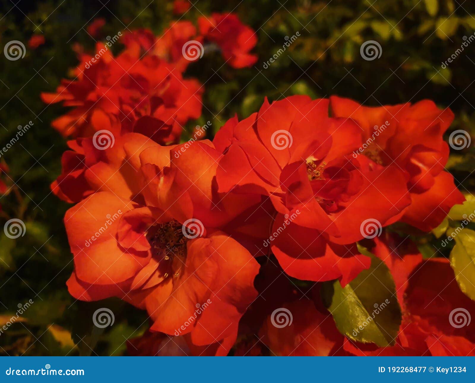 Red roses at night. stock image. Image of blue, panorama - 192268477
