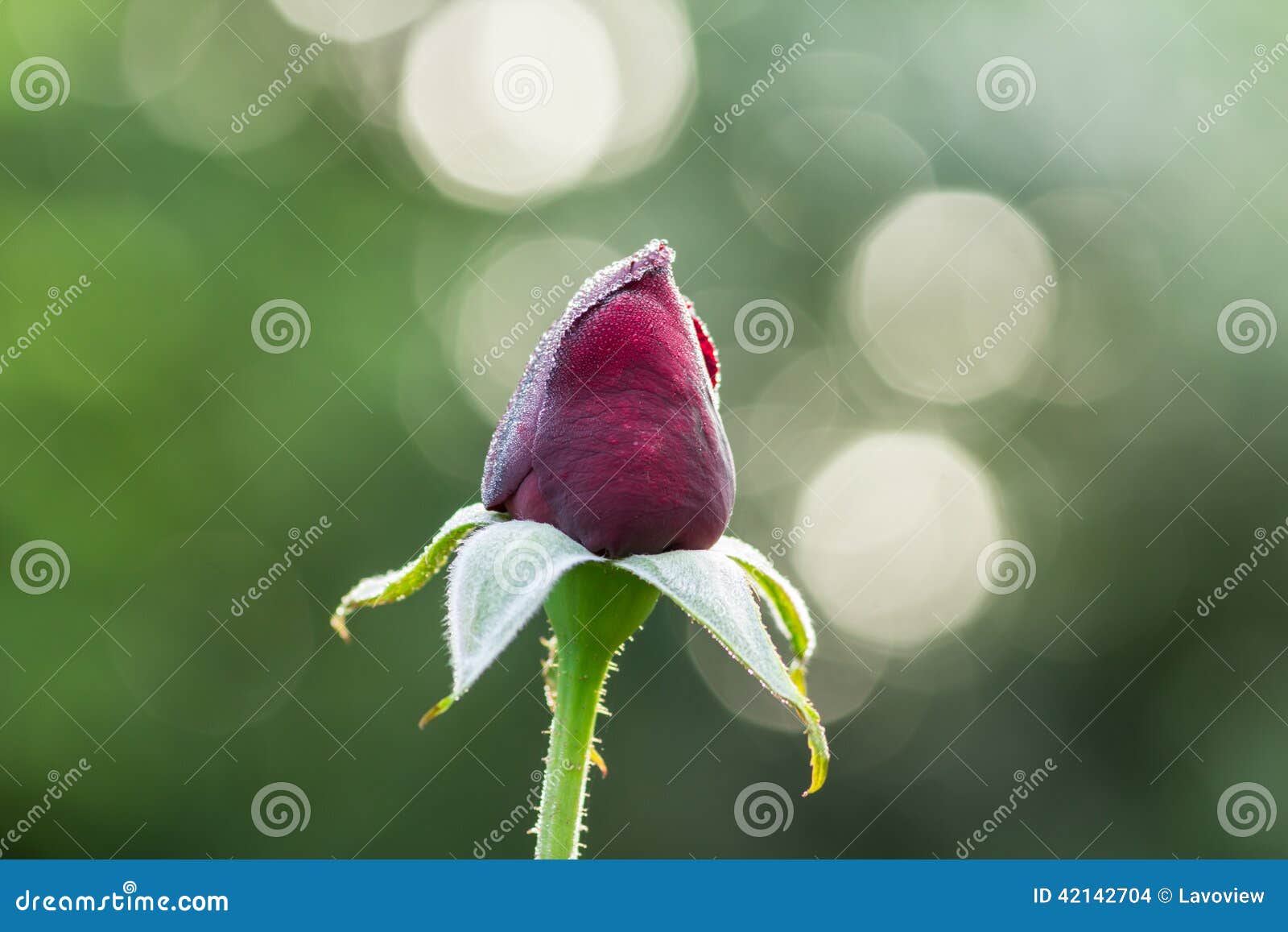Red roses are not blooming stock photo. Image of romance - 42142704