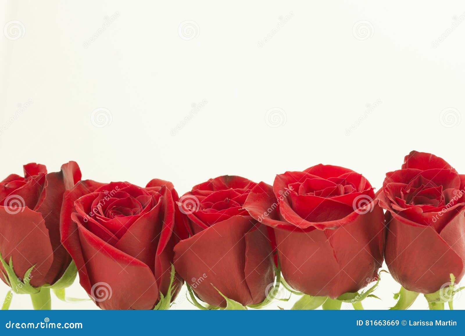 Red Roses on One Row from the Top Stock Image - Image of five, bouquet ...