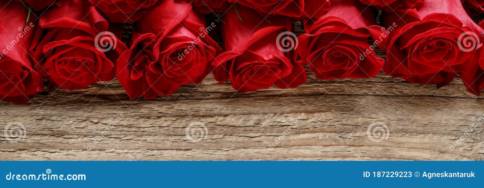 Red roses panorama stock image. Image of rose, flower - 187229223